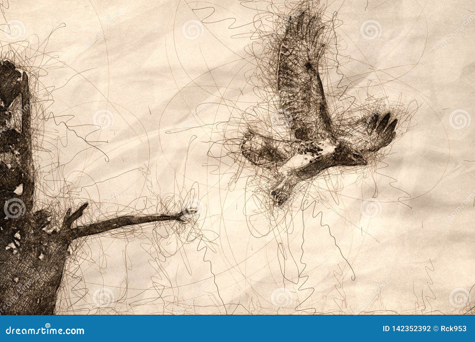 Sketch of Red-Tailed Hawk Taking Off from Cedar Tree Stock Illustration ...