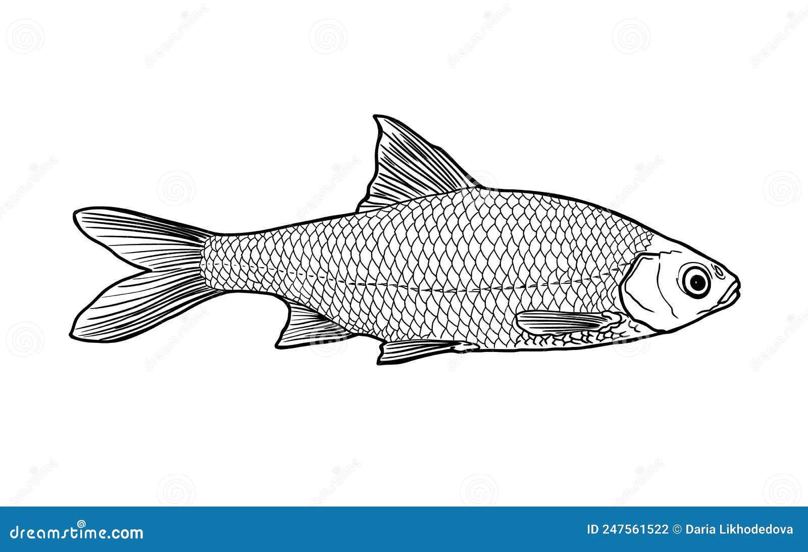Sketch of a roach fish stock vector. Illustration of wild - 247561522