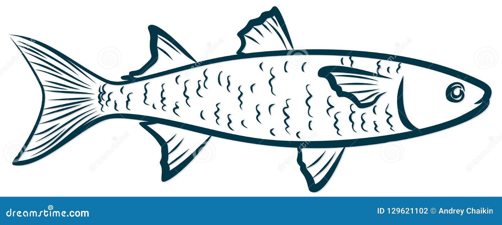 Sketch of sea fish. stock vector. Illustration of seafood - 129621102