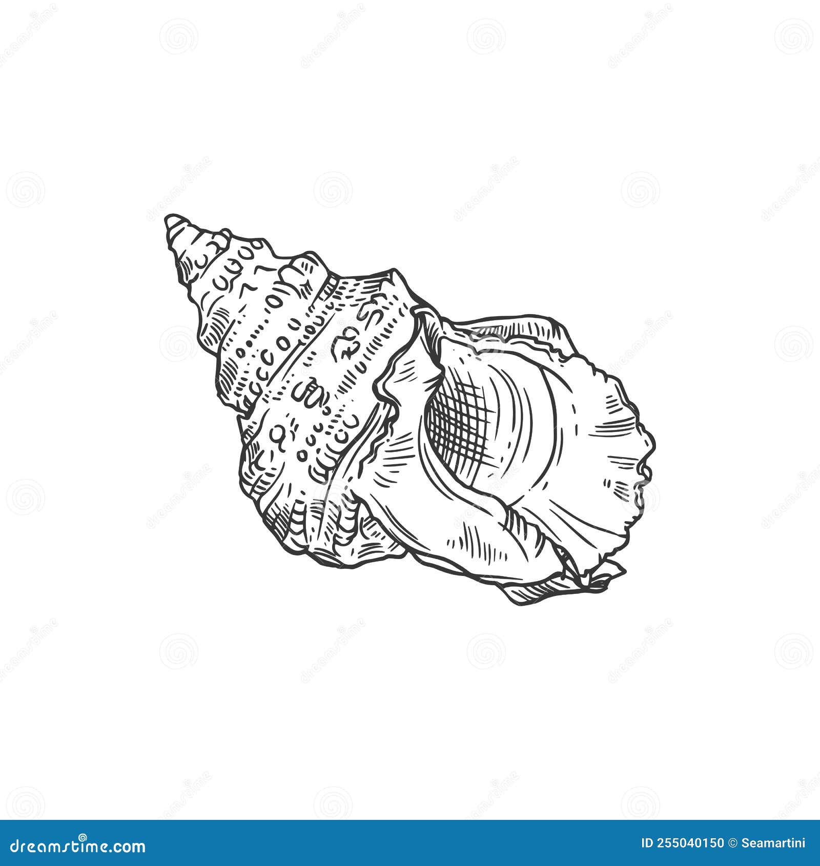 Sketch Sea Shell, Vector Ribbed Cantharus Conch Stock Vector ...