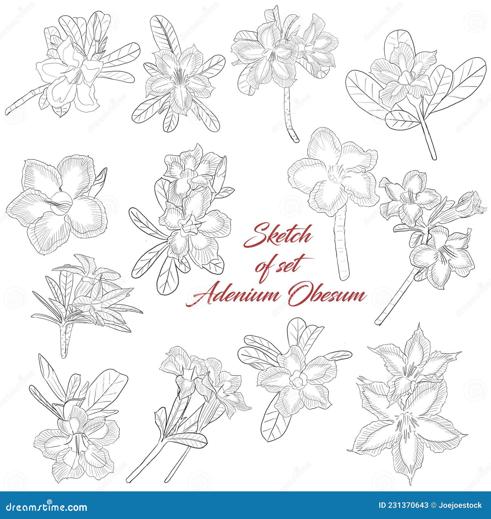 Sketch Of Set Adenium Obesum Flower On White Background Stock