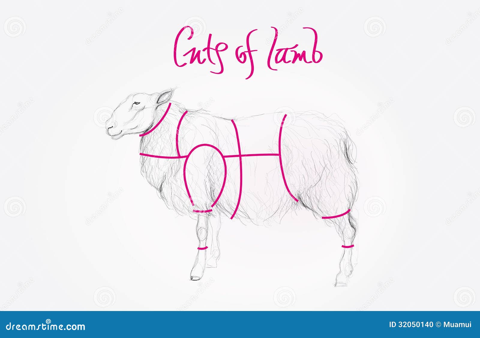 Lamb Anatomy Vector Illustration. Labeled Educational Inner Organ ...