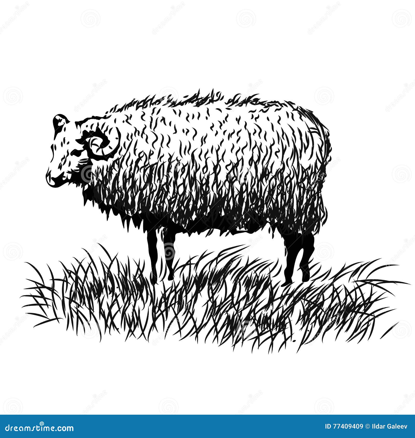 Sheep Set Hand Drawn Vector Illustration Realistic Sketch ...