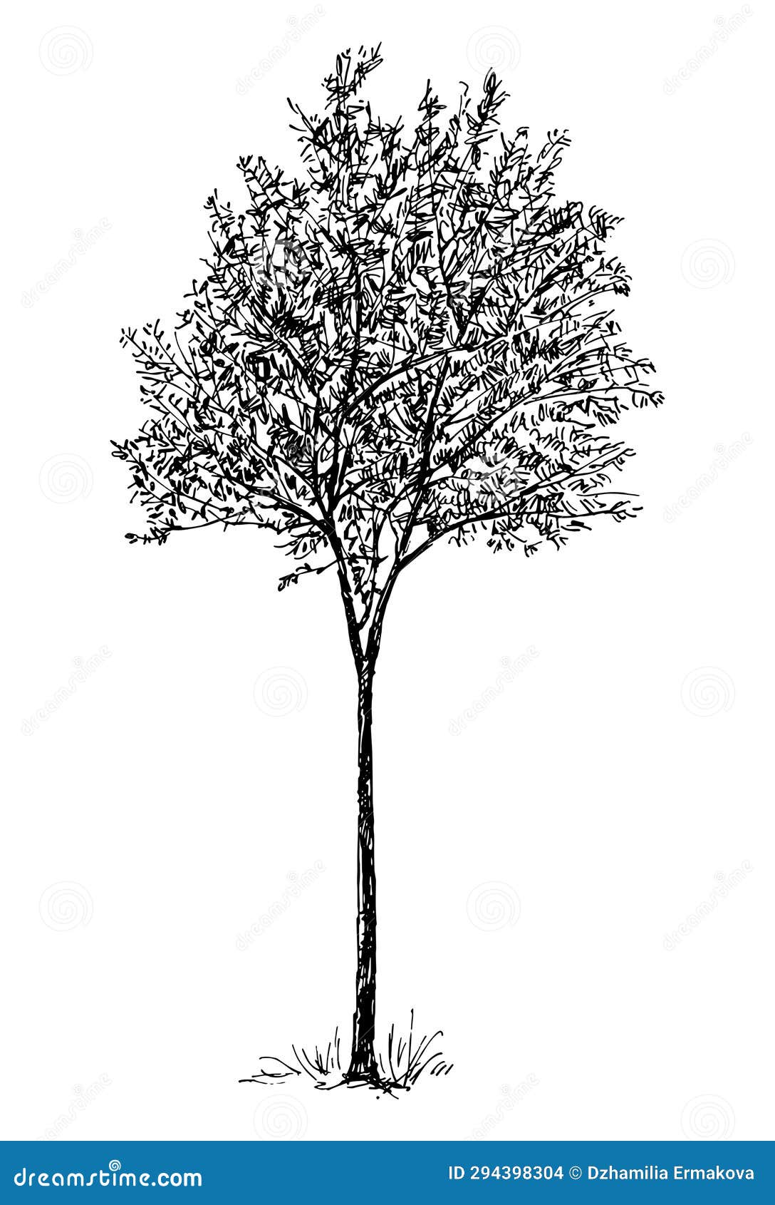 Sketch of Single Young Deciduous Tree Silhouette Stock Illustration ...
