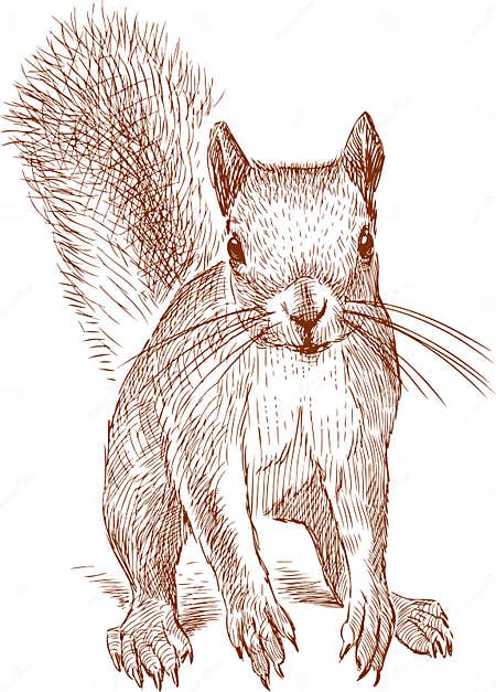 Sketch of a Small Red Squirrel Stock Vector - Illustration of small ...