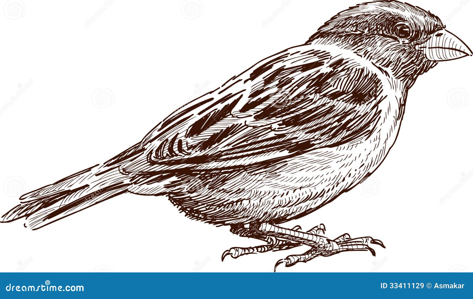 Sketch of sparrow stock vector. Illustration of sparrow - 33411129