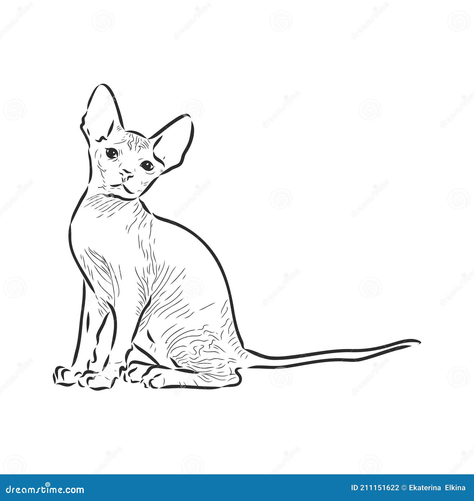 Sketch Of A Sphinx Cat, Isolated, On A White Background. Sphinx Cat ...