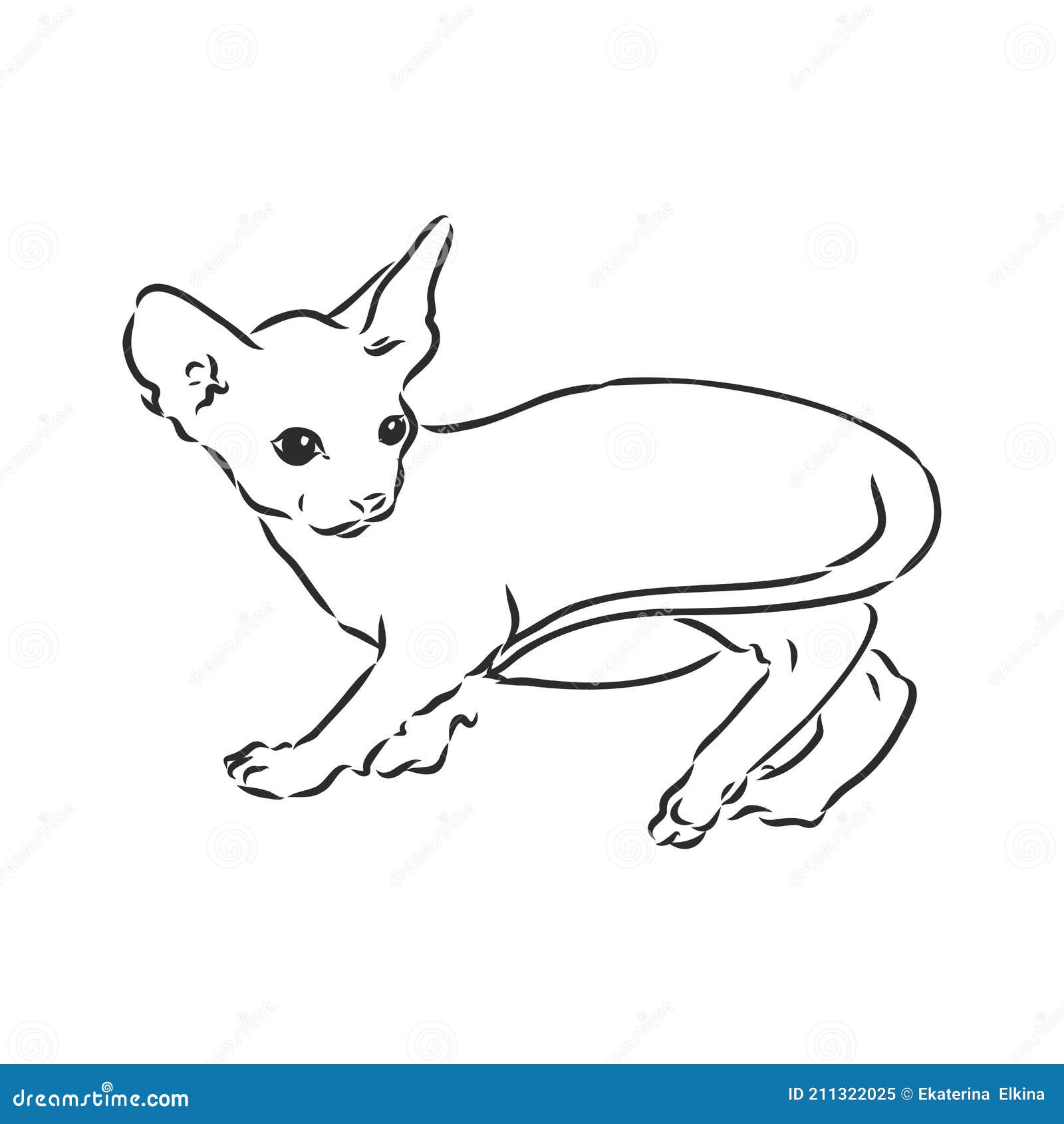 Sketch Of A Sphinx Cat, Isolated, On A White Background. Sphinx Cat ...