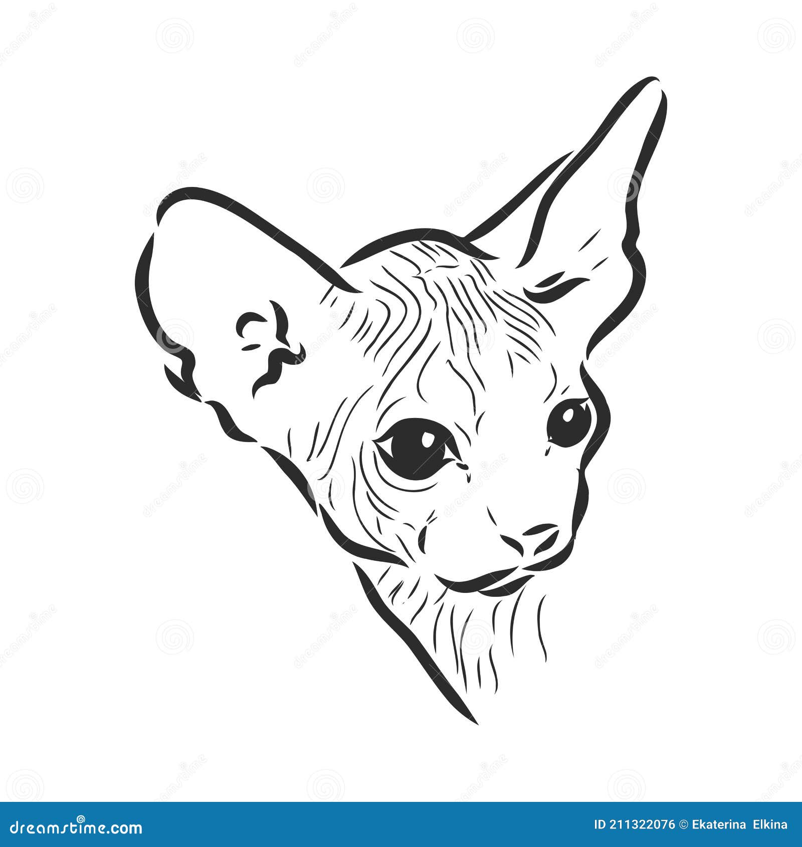 Sketch Of A Sphinx Cat, Isolated, On A White Background. Sphinx Cat ...