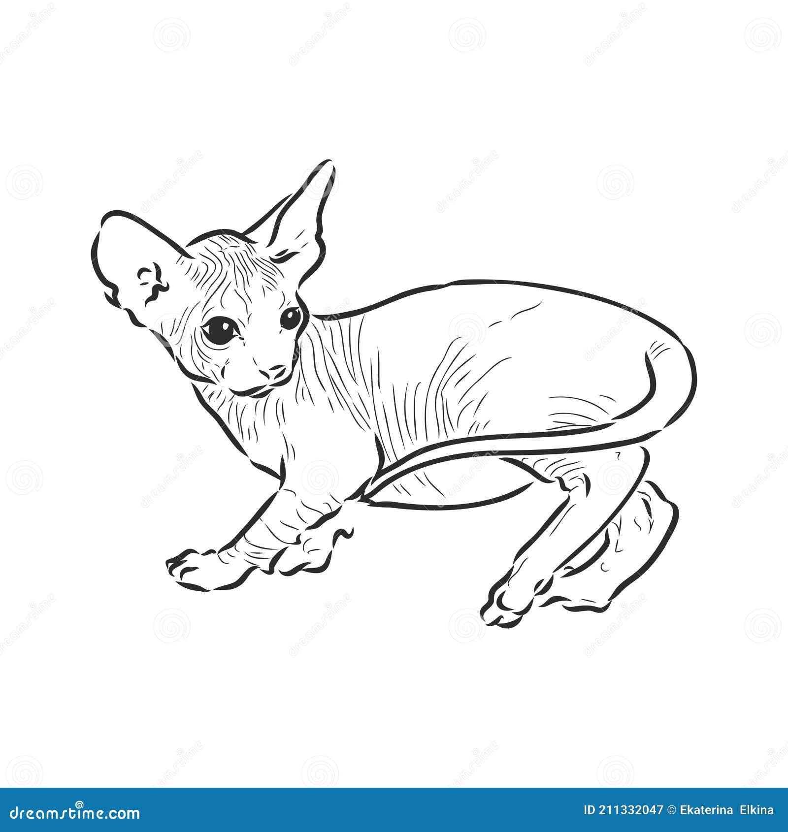 Sketch Of A Sphinx Cat, Isolated, On A White Background. Sphinx Cat ...