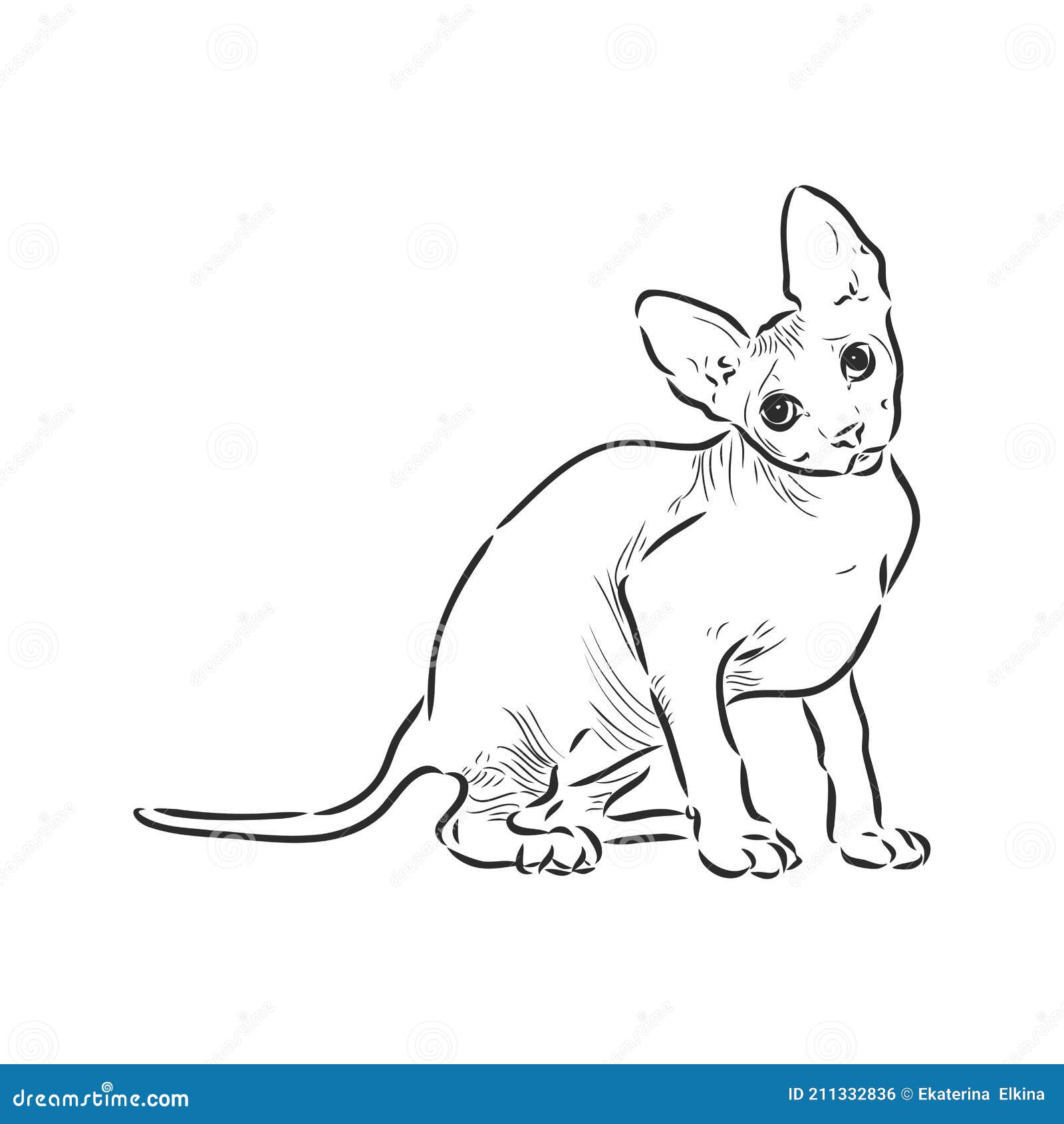 Sketch Of A Sphinx Cat, Isolated, On A White Background. Sphinx Cat ...