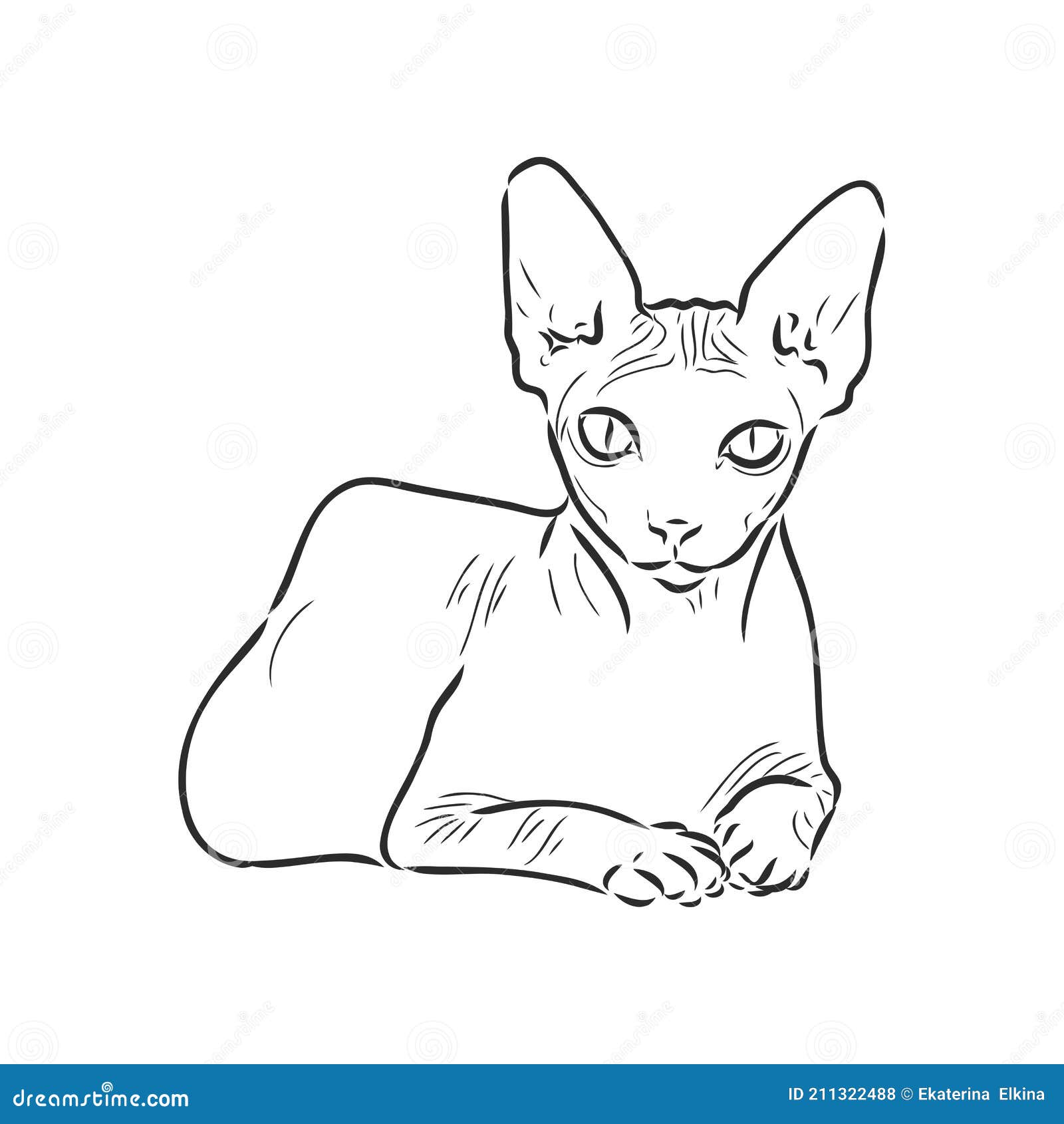 Sketch Of A Sphinx Cat, Isolated, On A White Background. Sphinx Cat ...