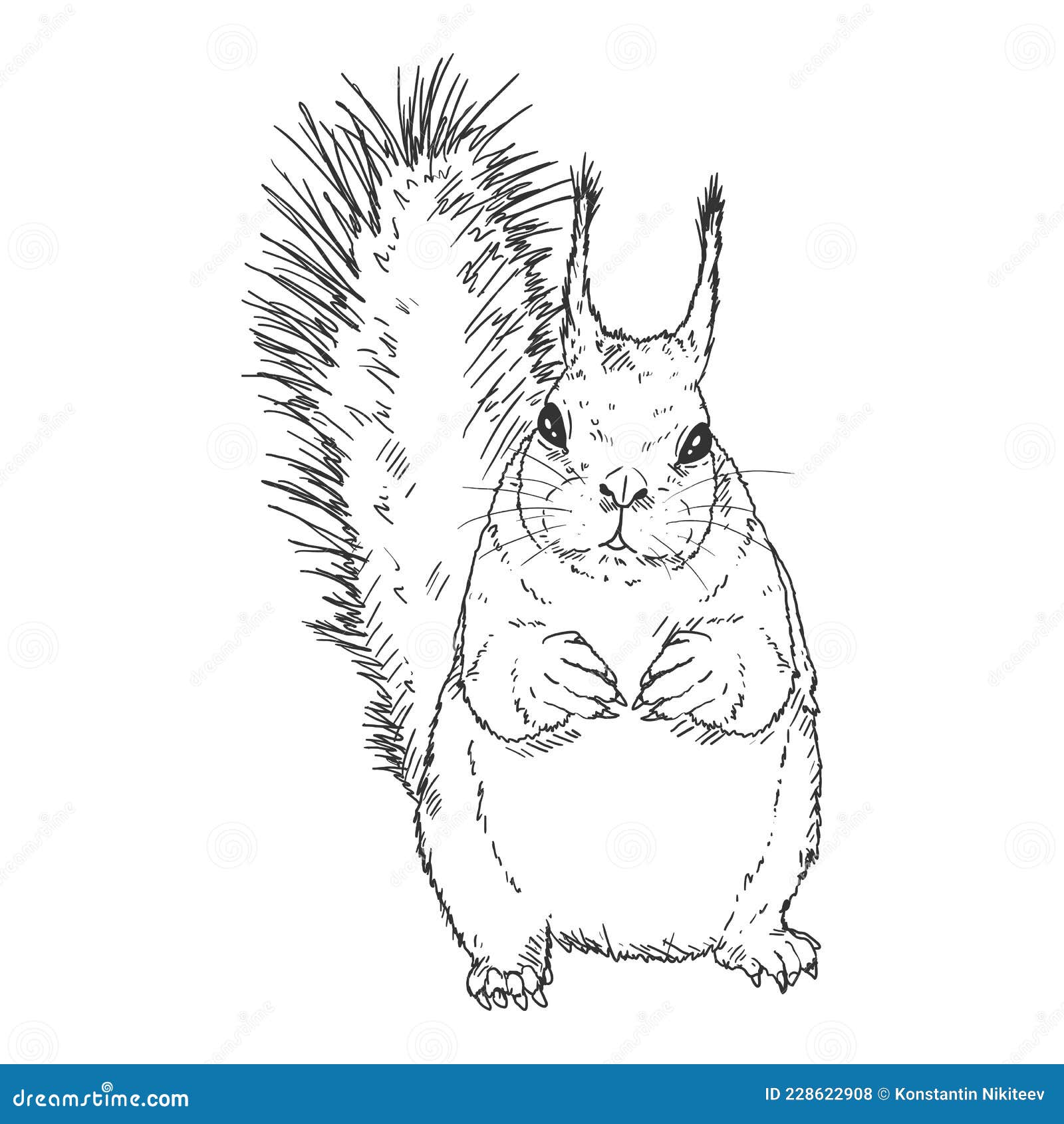 Red Squirrel Side View. Cartoon Outline Sketch Illustration Of Cute ...