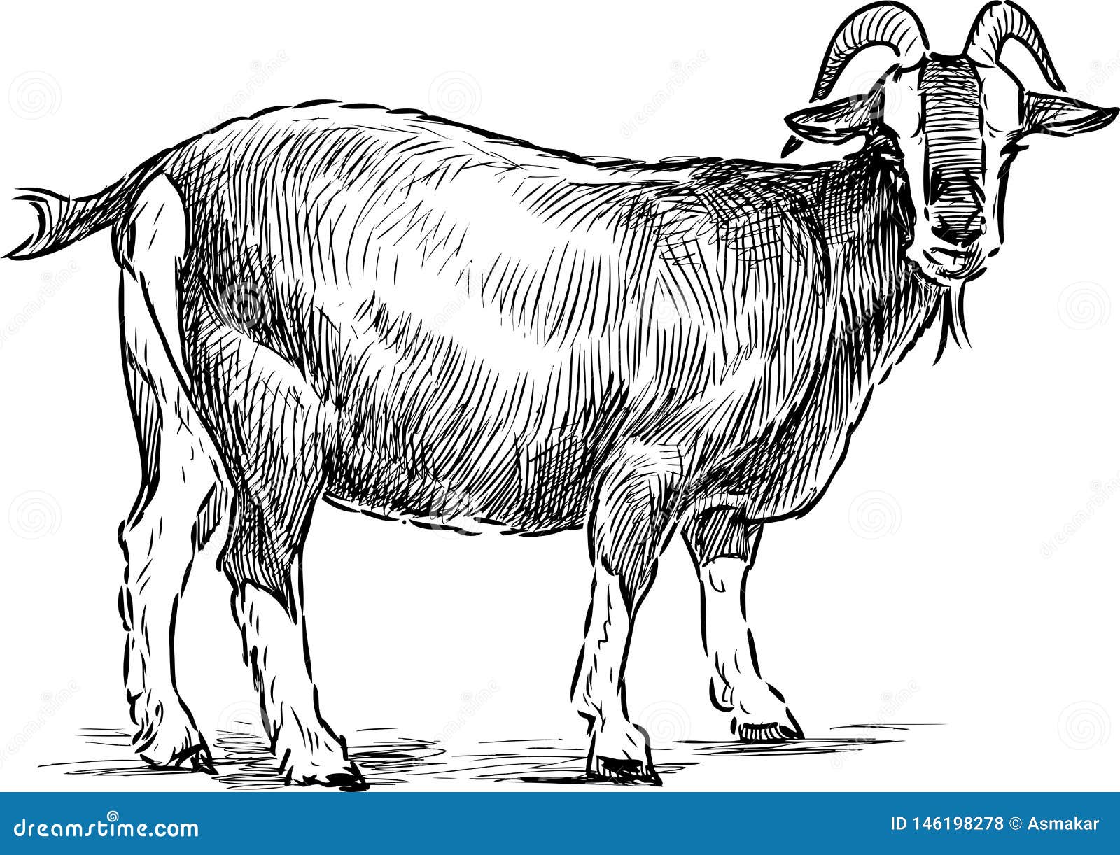 Sketch of a Standing and Looking Goat Stock Vector - Illustration of ...