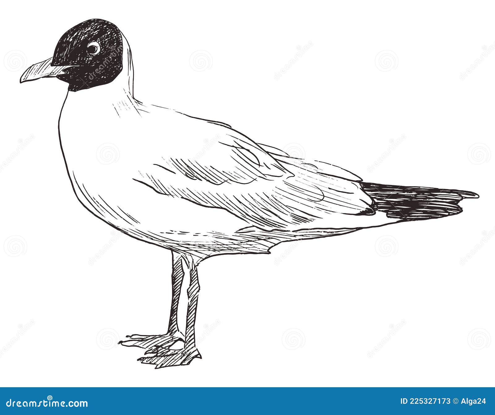 Sketch of Standing Seagull Hand Drawn Stock Vector - Illustration of ...