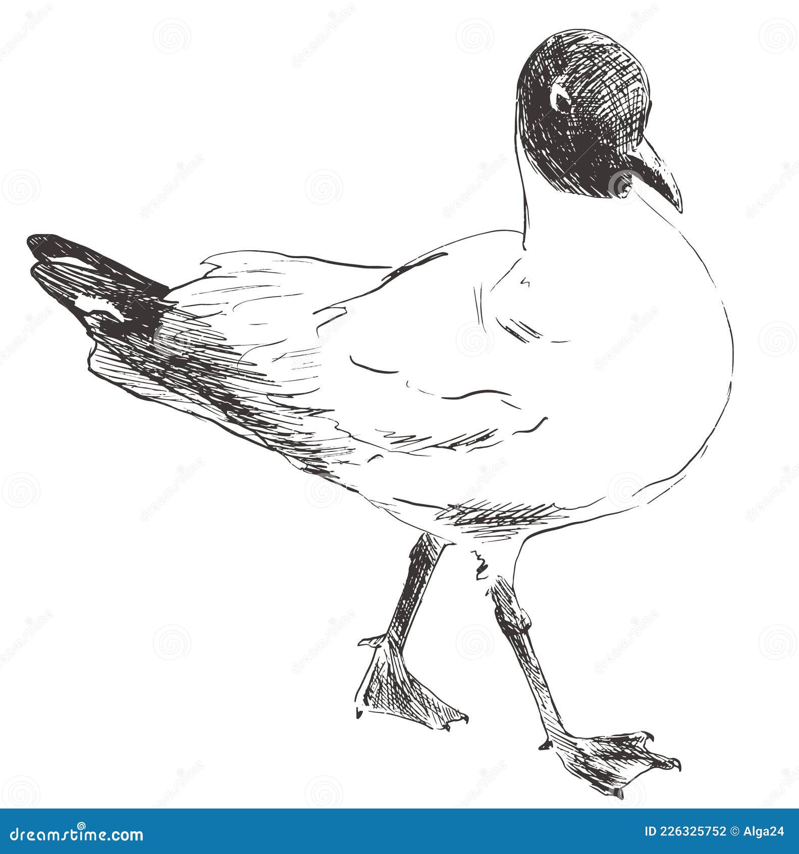 Sketch of Standing Seagull Hand Drawn Stock Vector - Illustration of ...