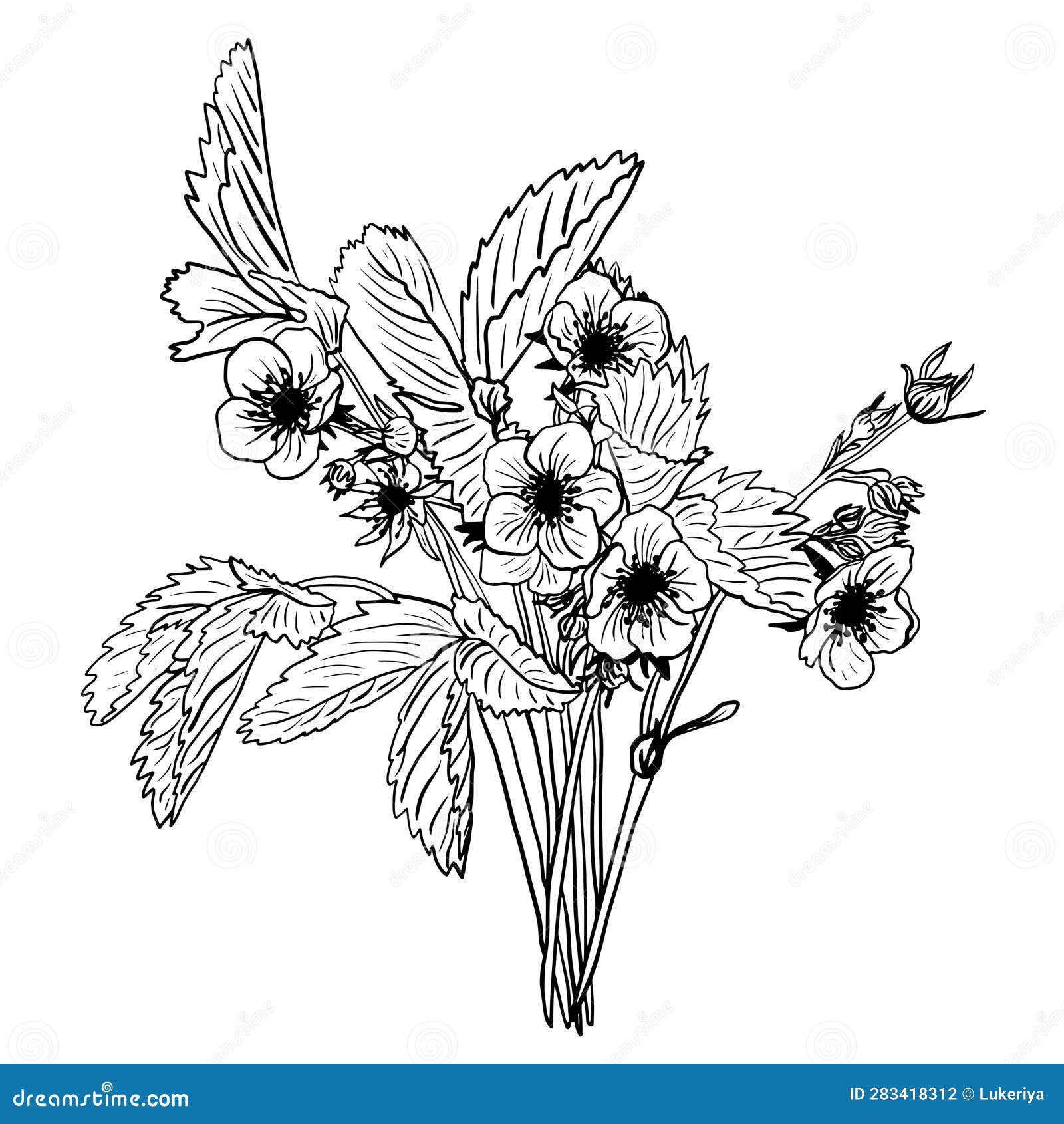 Sketch of Strawberry Flowers and Leaves. Stock Illustration ...