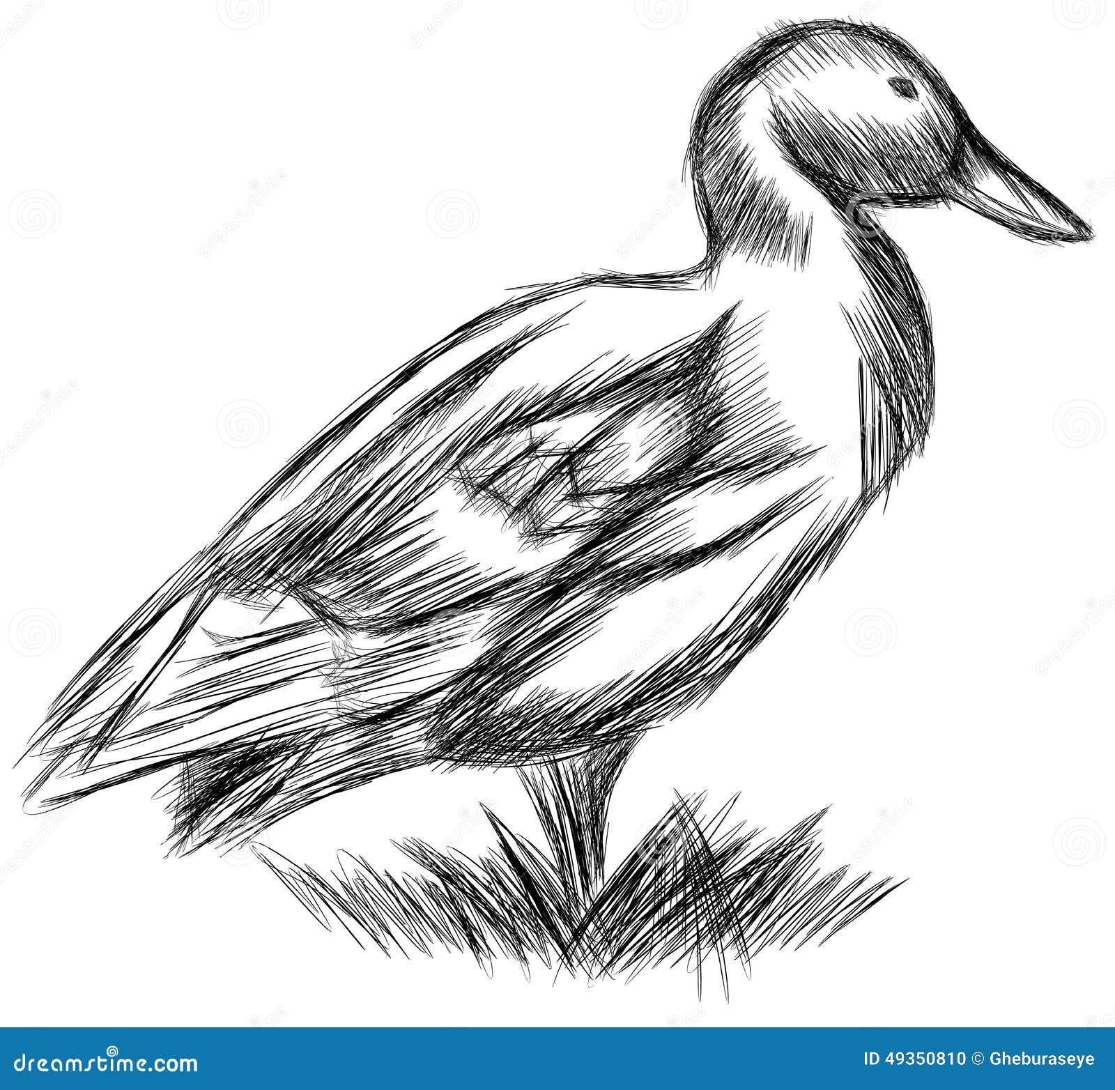 Sketch of a Stylized Duck Isolated Stock Illustration - Illustration of ...