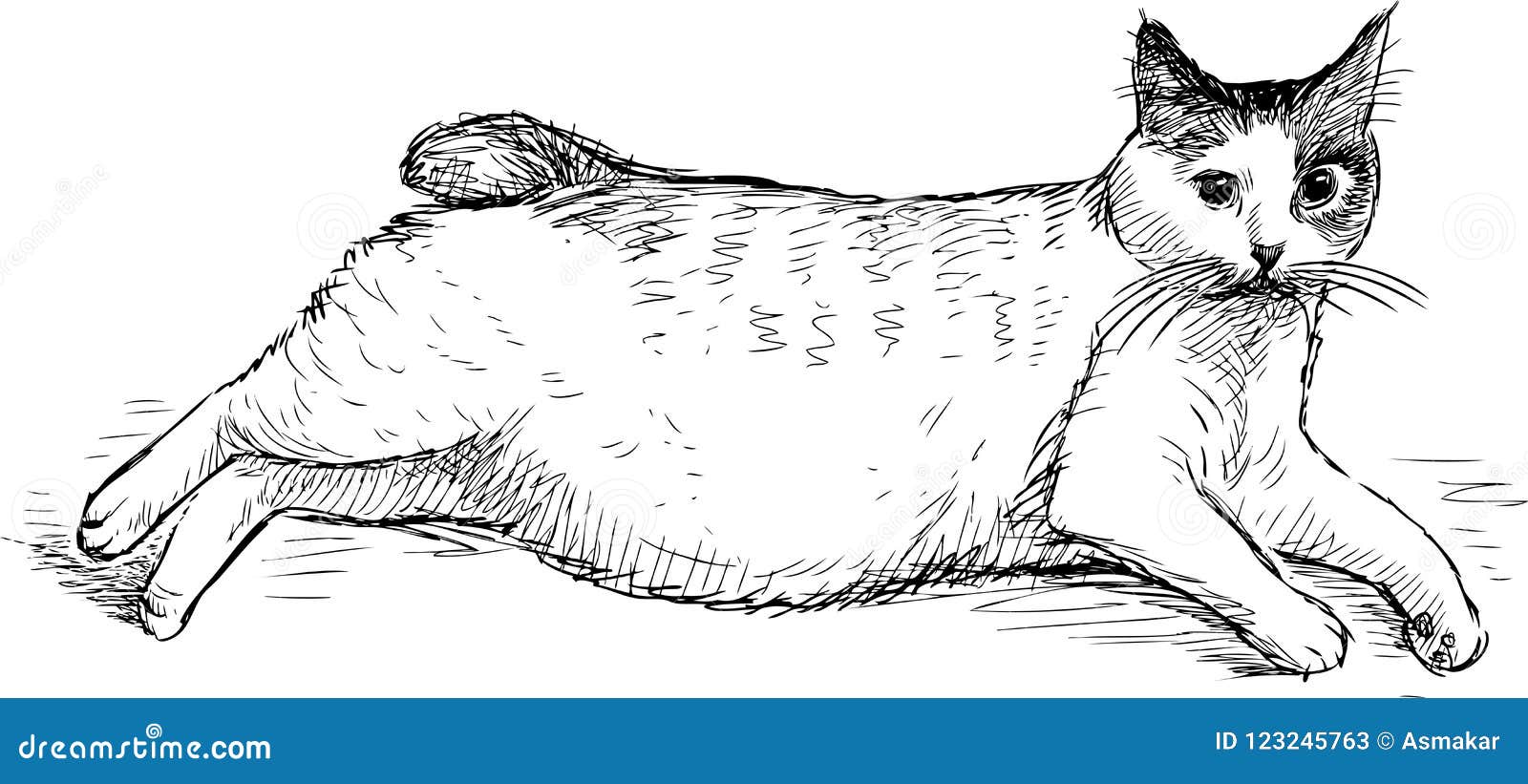 Sketch of a Thick Domestic Cat Stock Vector - Illustration of cute ...