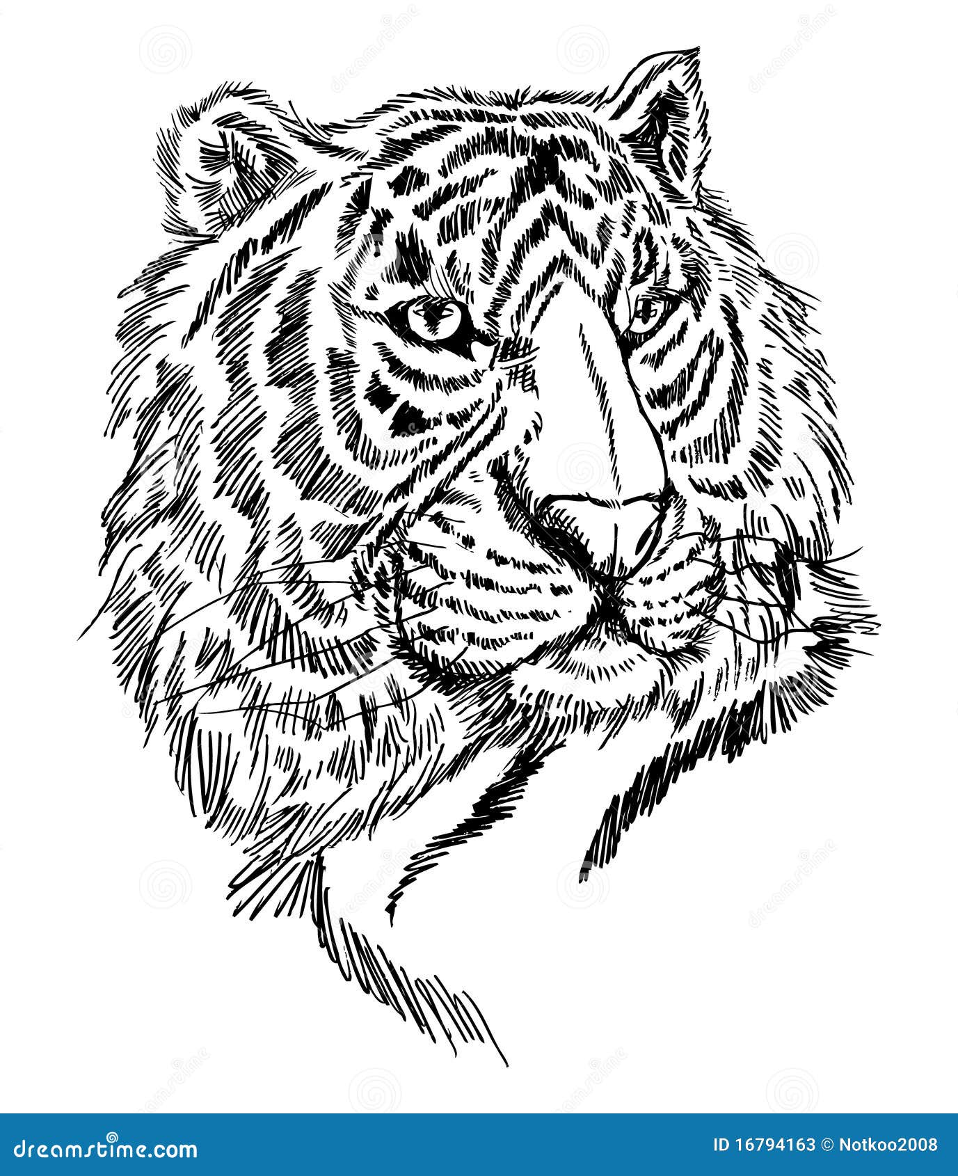 Sketch tiger stock vector. Illustration of detailed, drawing - 16794163