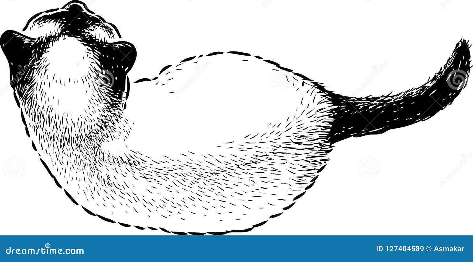 Sketch of a Top View of a Siamese Kitten Stock Vector - Illustration of ...