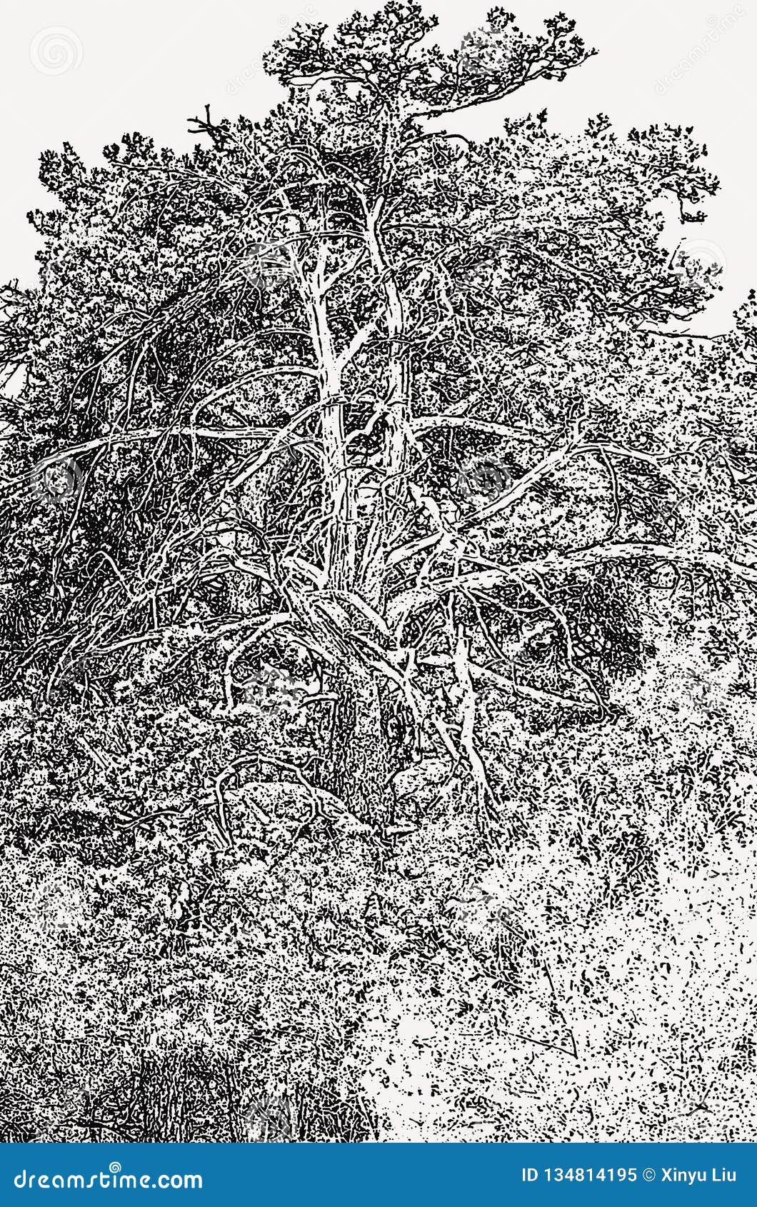 Drawing Ancient Trees stock illustration. Illustration of pencil ...