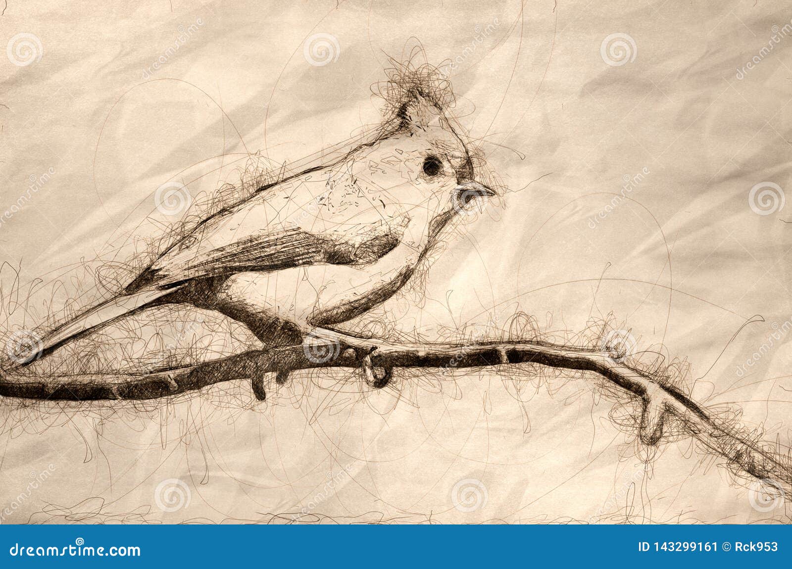Sketch of a Tufted Titmouse Perched in a Tree Stock Illustration ...