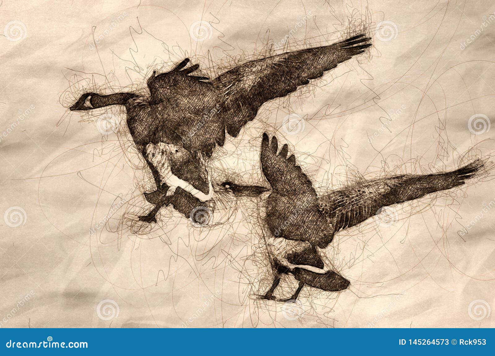 Sketch of Two Canada Geese Landing in the Blue Still Water Stock ...