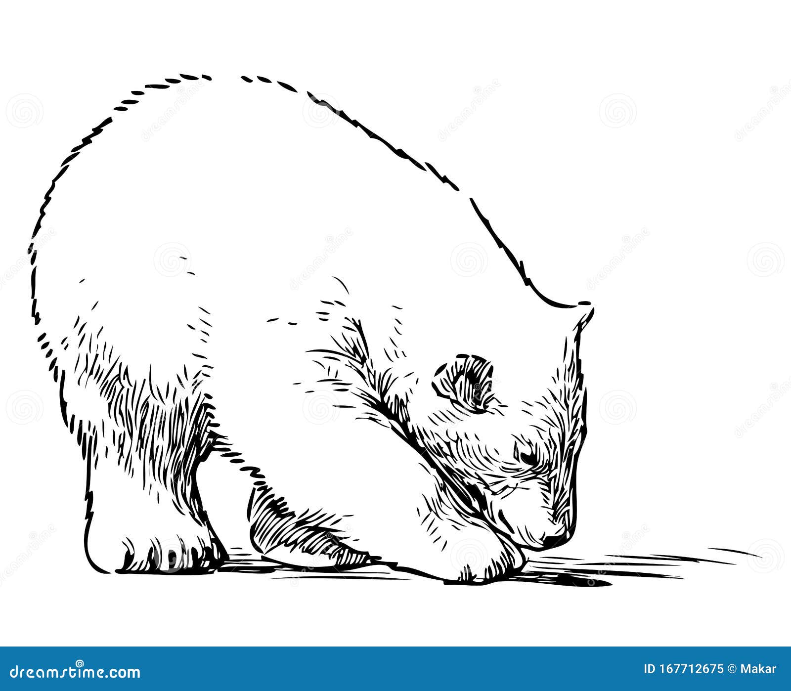 Bear Cub Outline Drawing