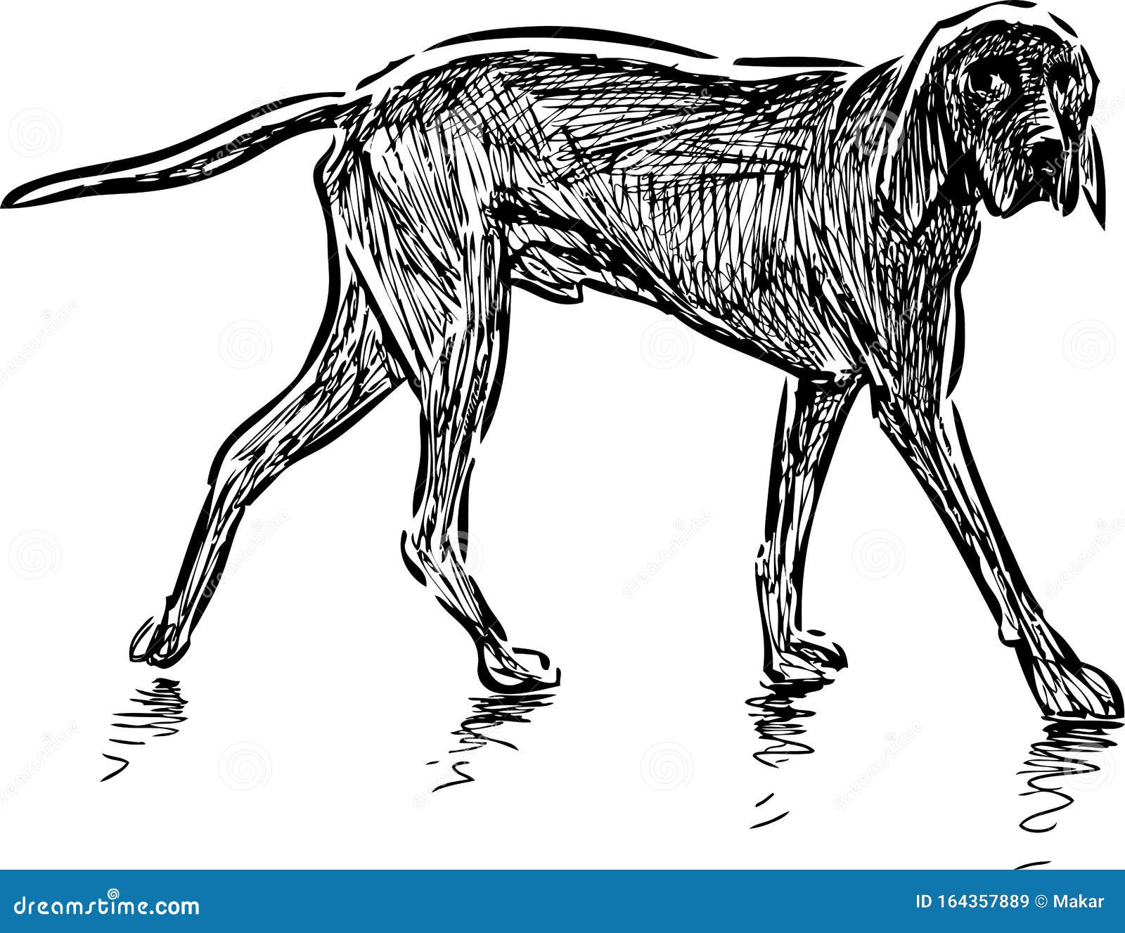 Sketch of Walking Hunting Dog Stock Vector - Illustration of pedigree ...