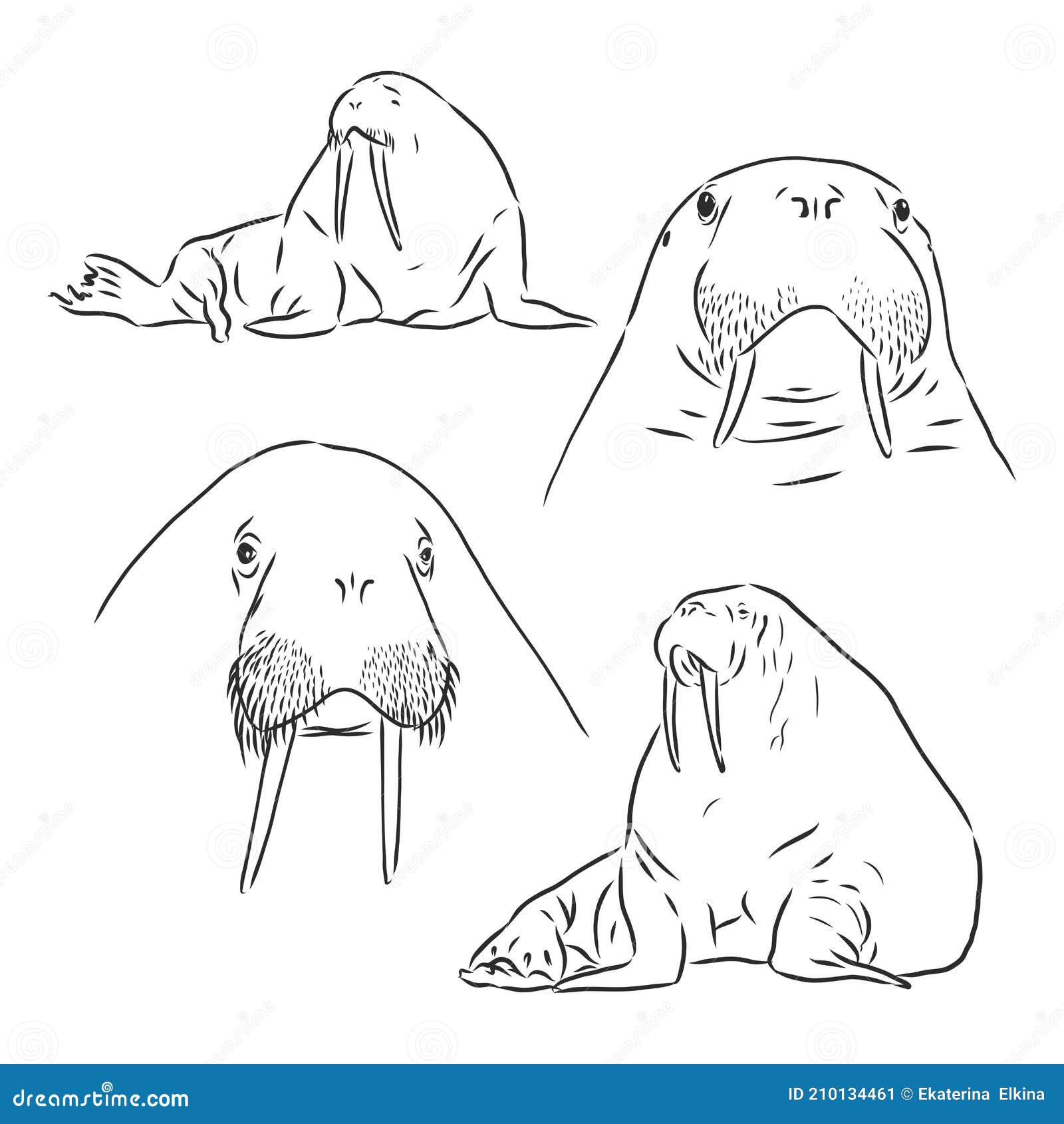 Sketch Of A Walrus. Hand Drawn Illustration Converted To Vector. Walrus ...
