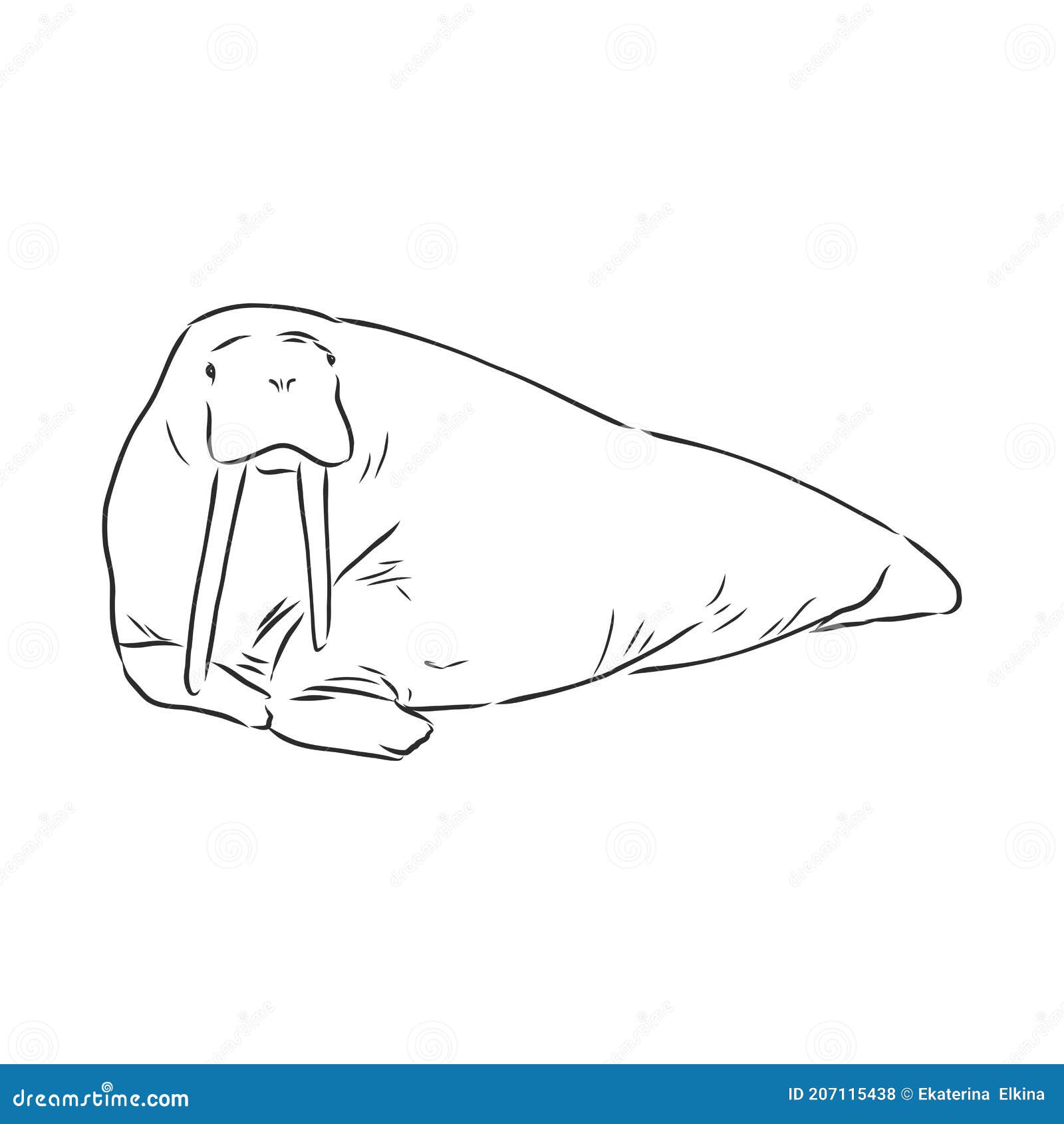 Sketch of a Walrus. Hand Drawn Illustration Converted To Vector. Walrus ...