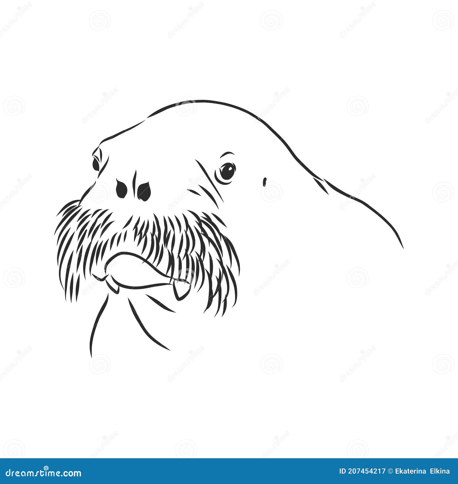 Sketch Of A Walrus. Hand Drawn Illustration Converted To Vector. Walrus ...