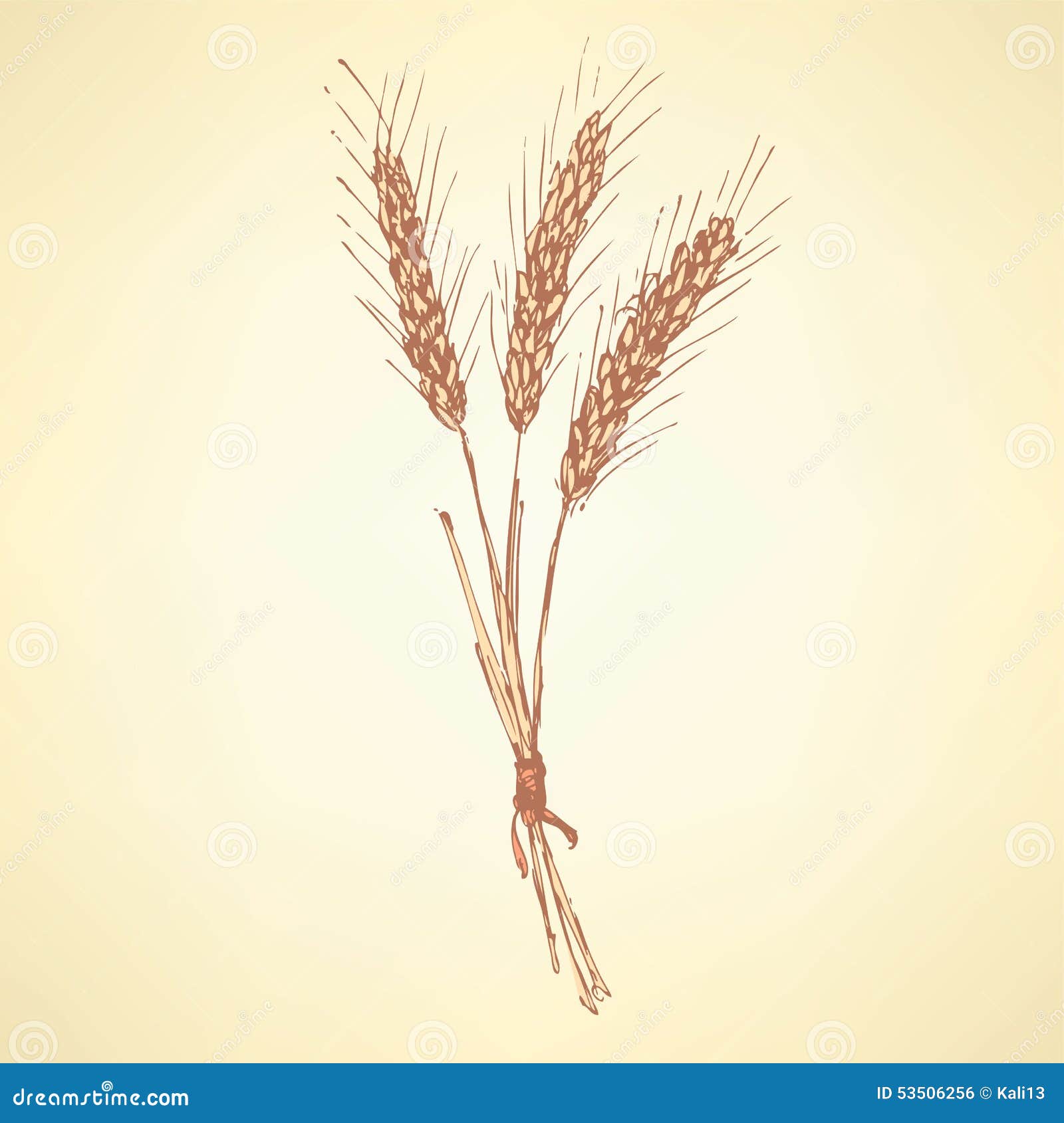Sketch Wheat Bran in Vintage Style Stock Vector - Illustration of ...
