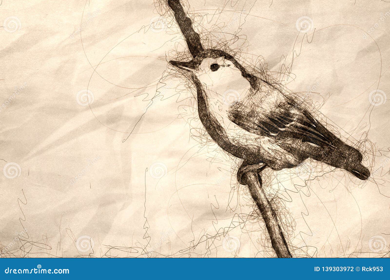 Sketch of a White-Breasted Nuthatch Perched in a Tree Stock ...