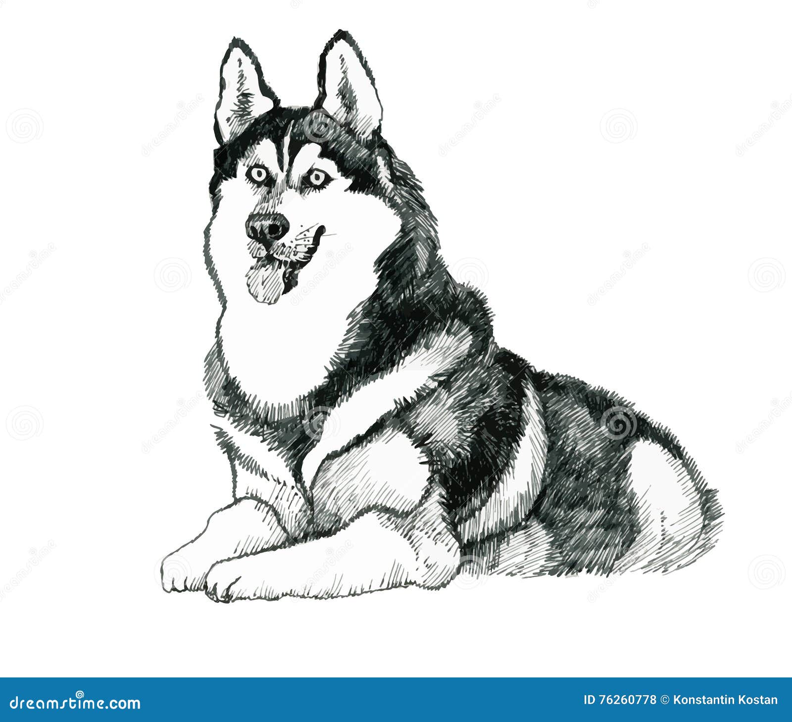 Sketched Husky Dog Hand Drawn Stock Vector - Illustration of snout ...