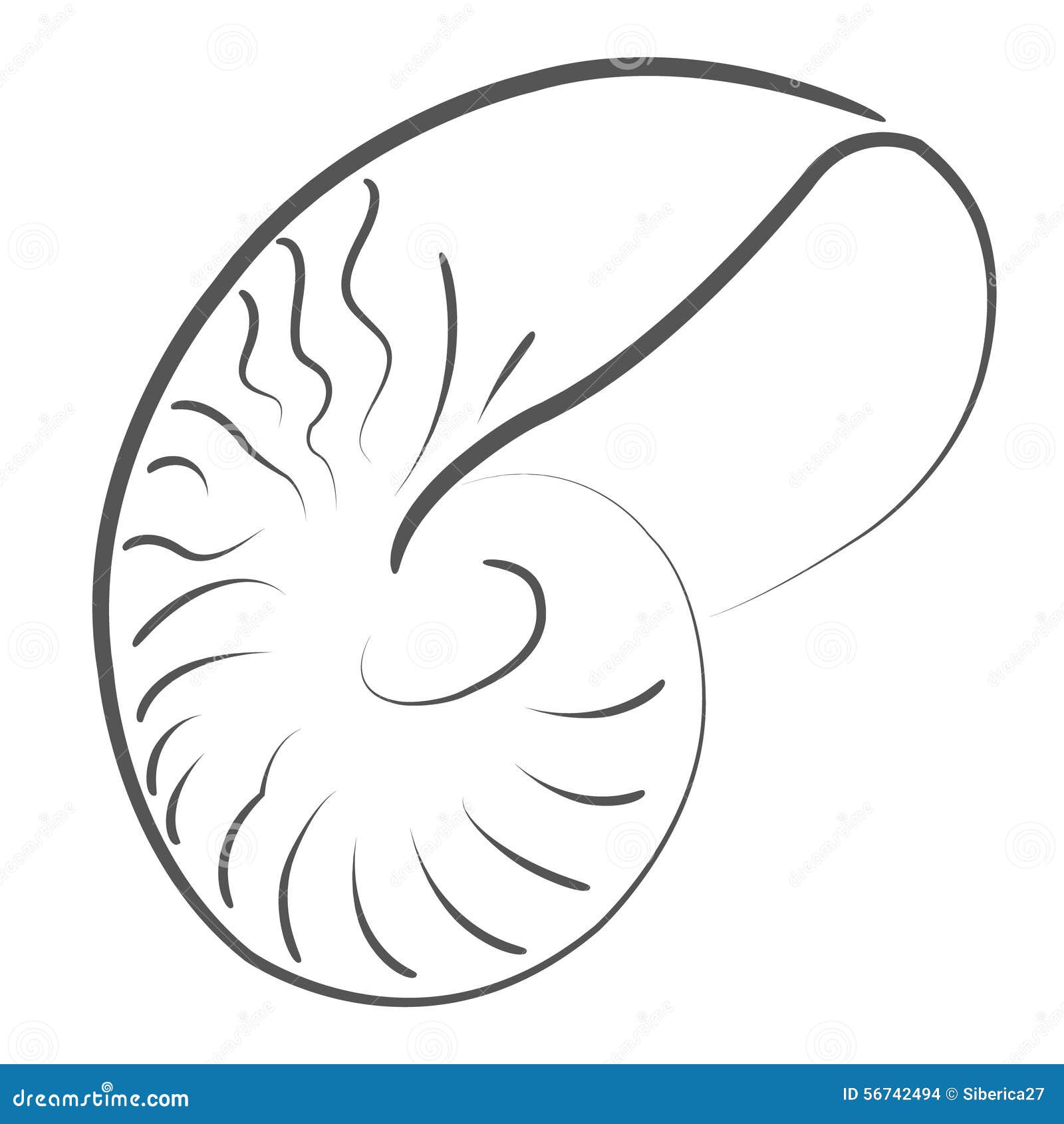 Sketched seashell. stock illustration. Illustration of icon - 56742494