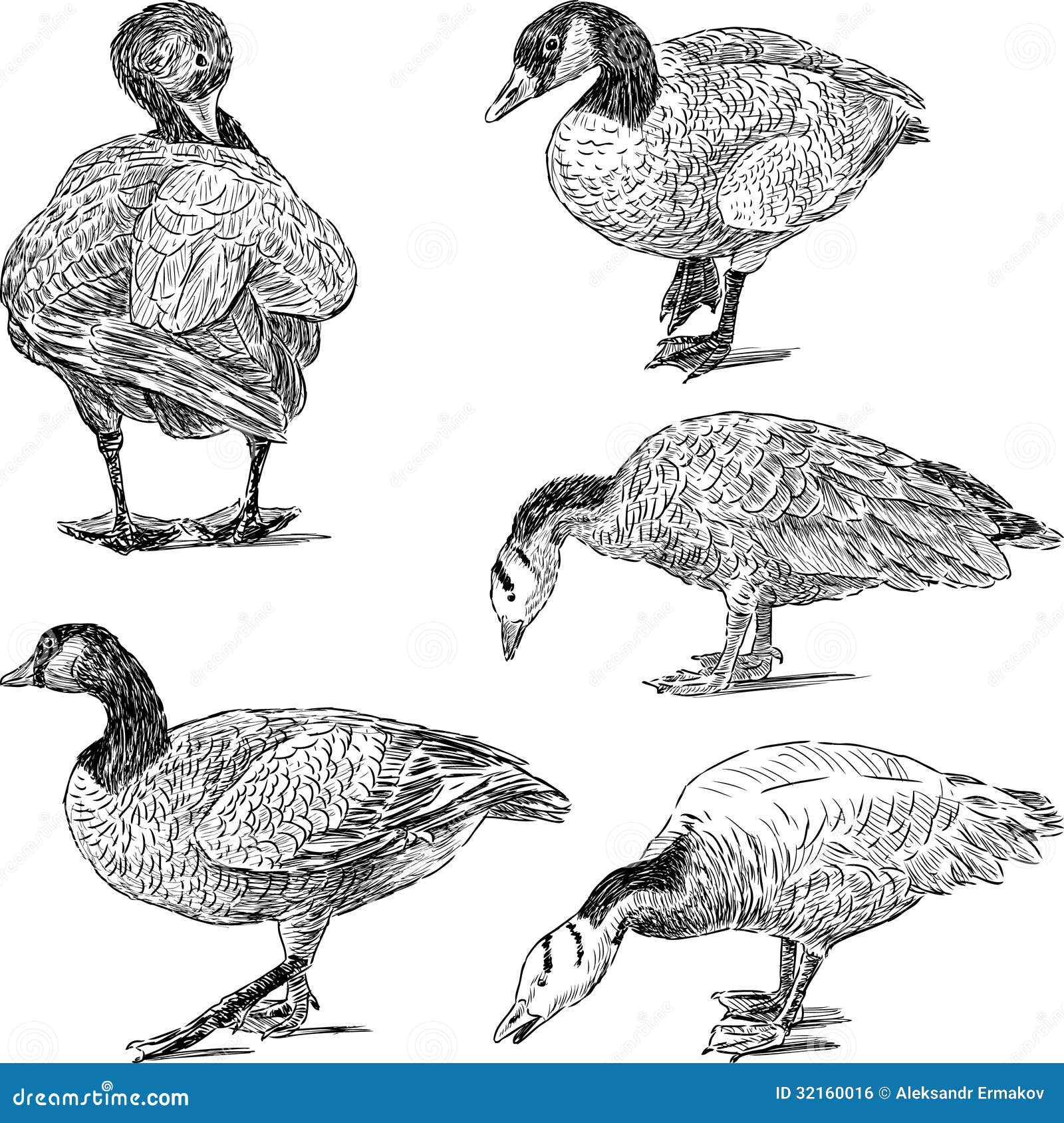 Sketches of geese stock vector. Illustration of hand - 32160016