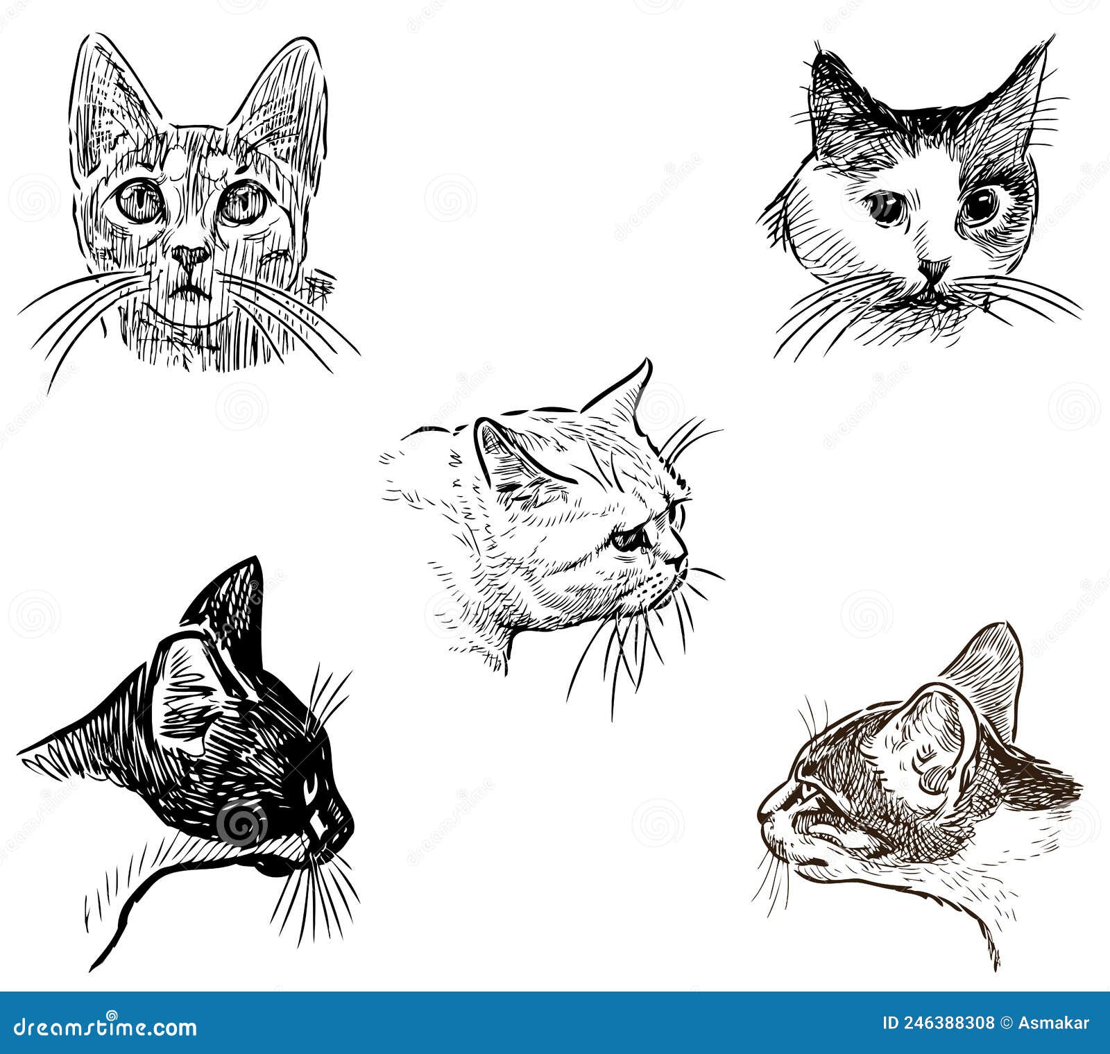 Sketches of Heads Various Domestic Cats Stock Vector - Illustration of ... Sketches of Heads Various Domestic Cats Stock Vector - Illustration of ...