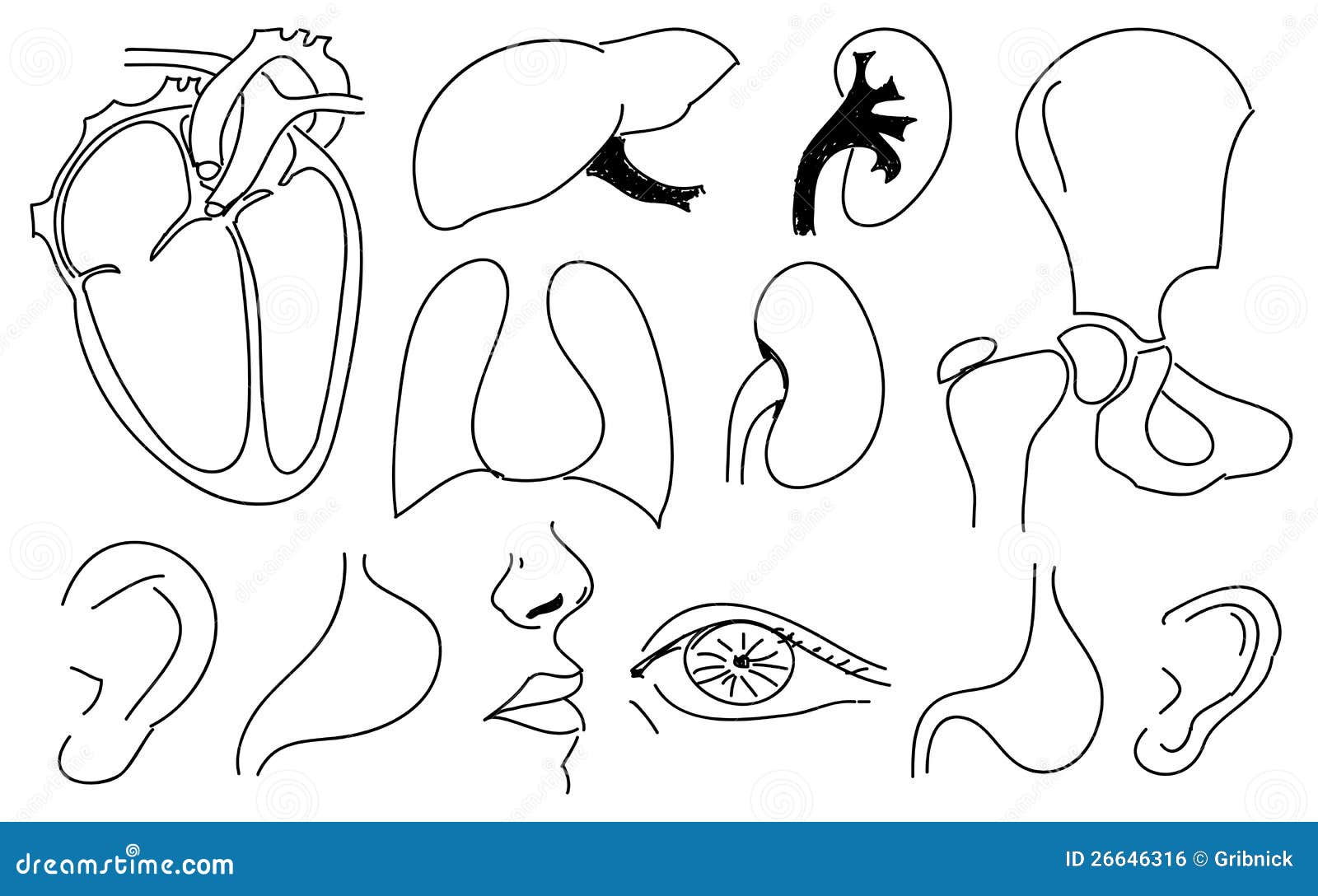 Sketches of human organs. stock vector. Illustration of auricle - 26646316