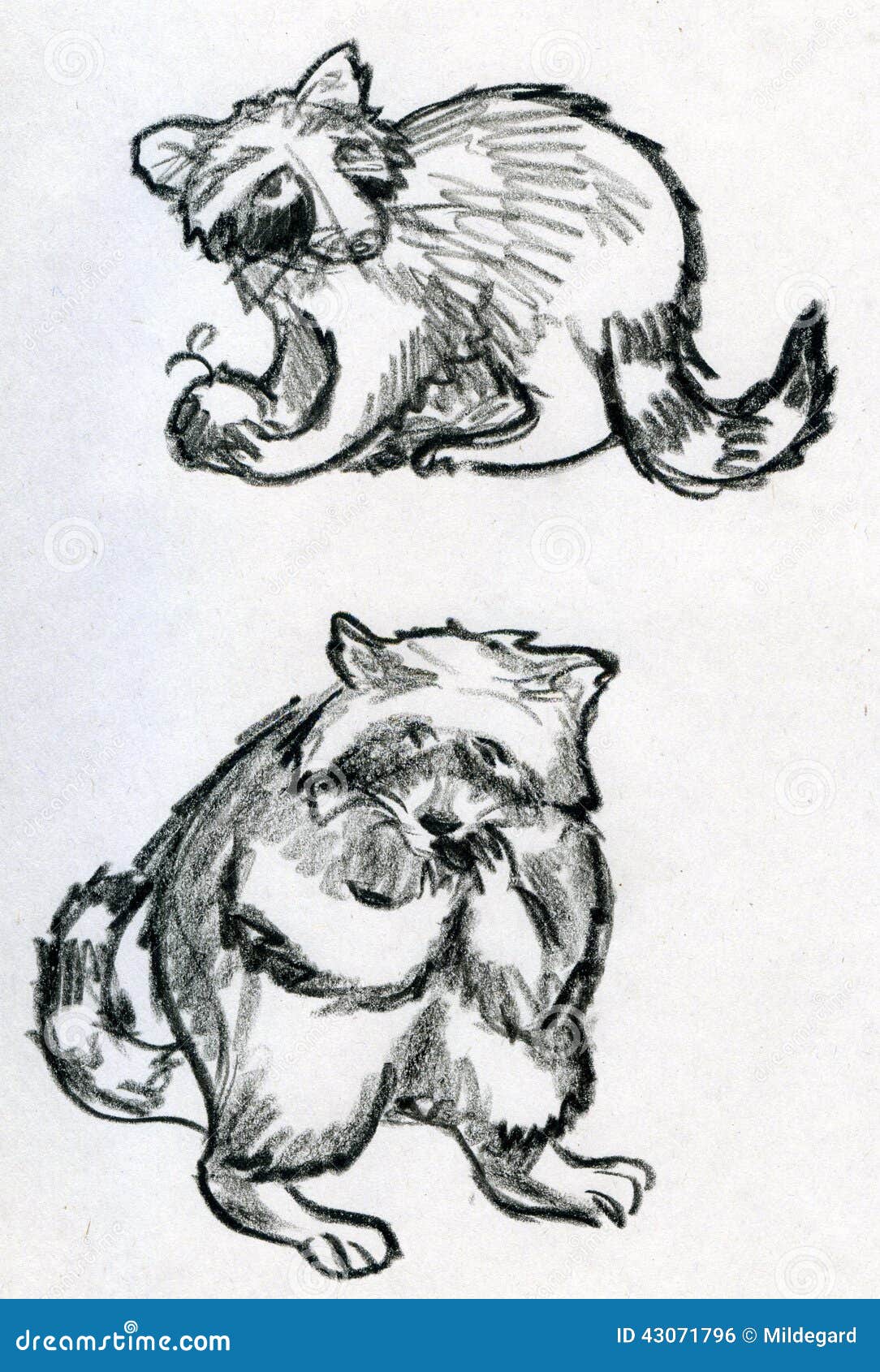 Sketches of raccoons stock illustration. Illustration of mammal - 43071796