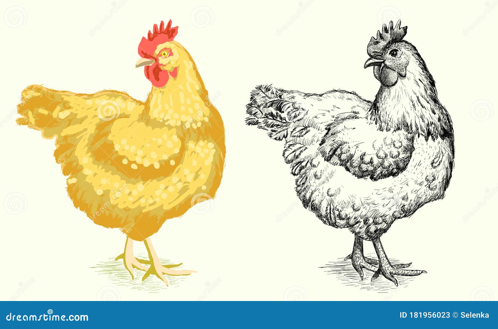 Sketches set with hen stock vector. Illustration of full - 181956023