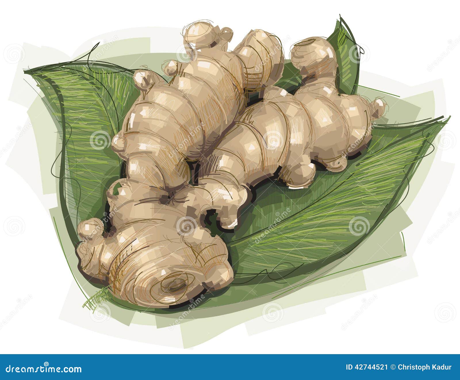 Ginger Root Cartoon Vector | CartoonDealer.com #171987023