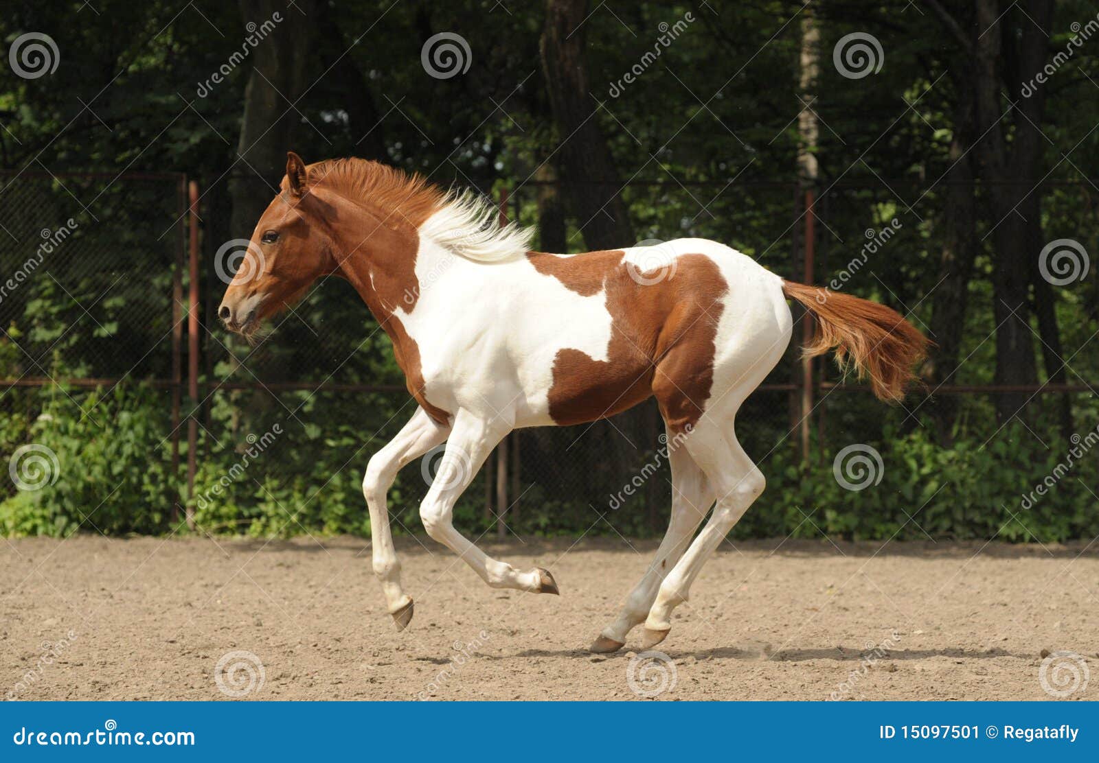 Skewbald foal on gallop stock image. Image of fence, sand - 15097501