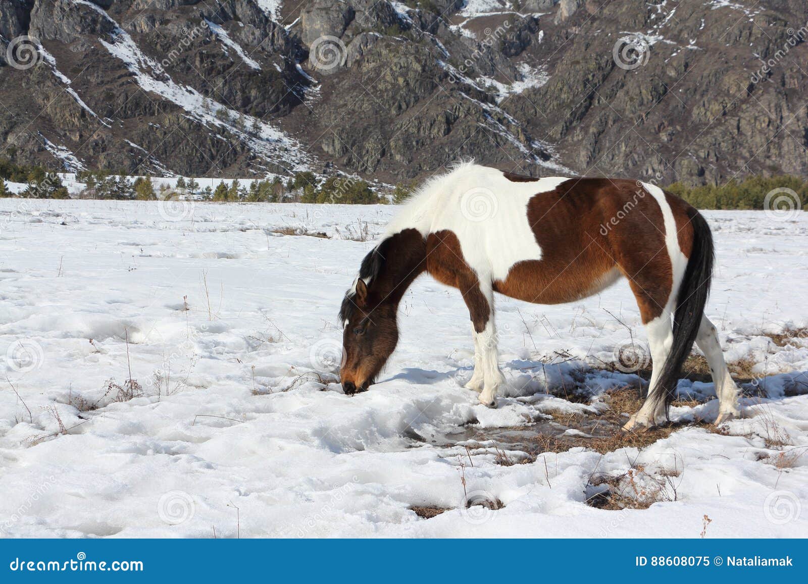 Skewbald Horse is Grazing among Mountains in Spring Stock Image - Image ...