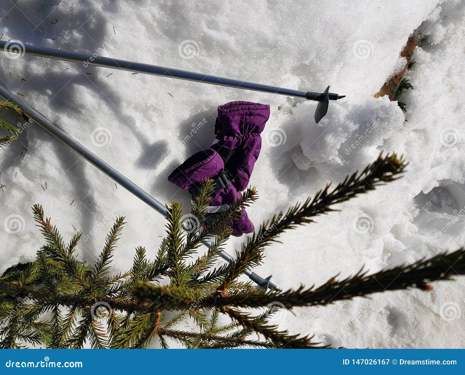 Ski Gloves, Skis and Ski Poles in the Snow Under the Tree in Winter or ...