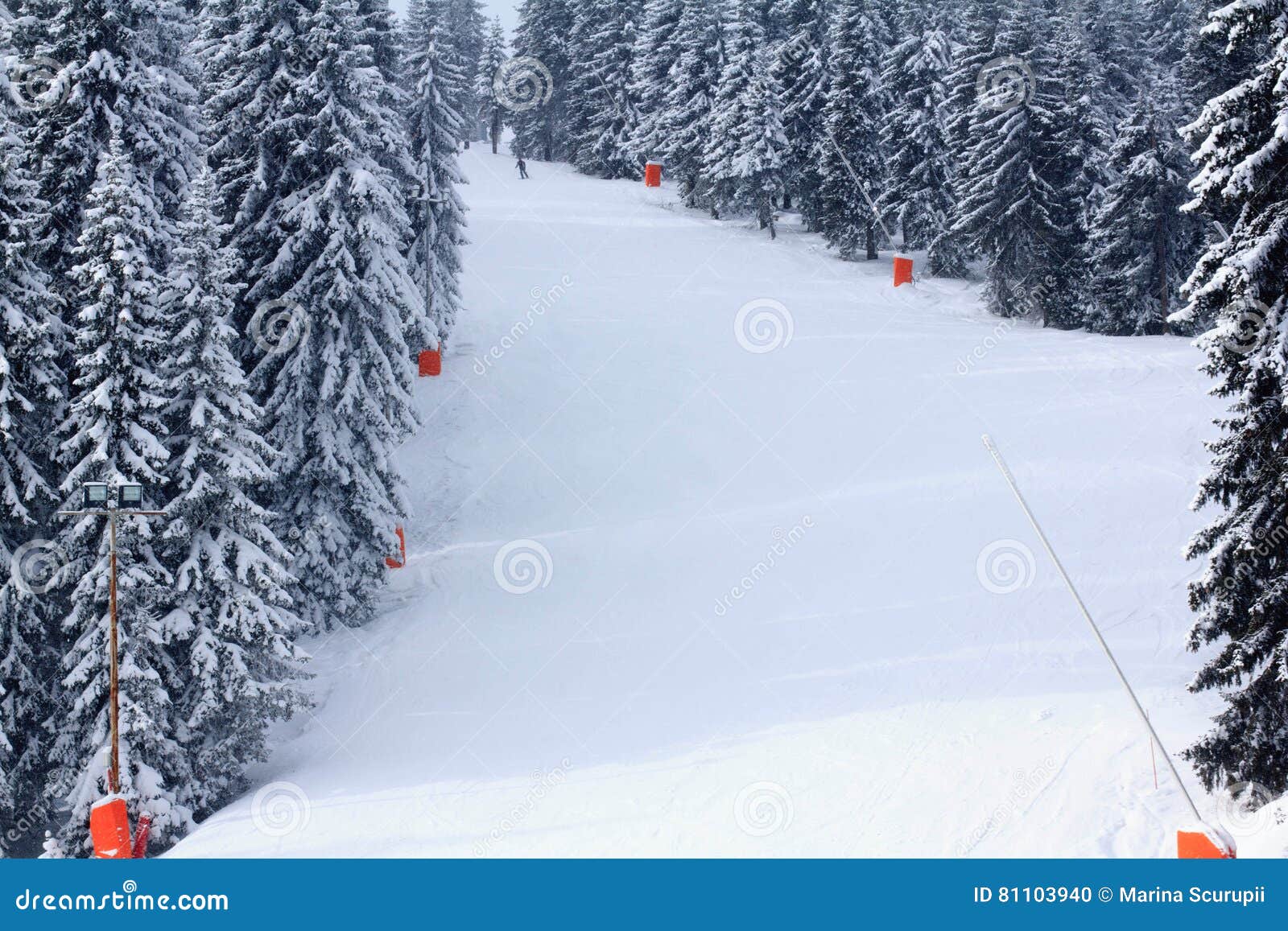 8,689 Trace Forest Photos - Free & Royalty-Free Stock Photos from ...