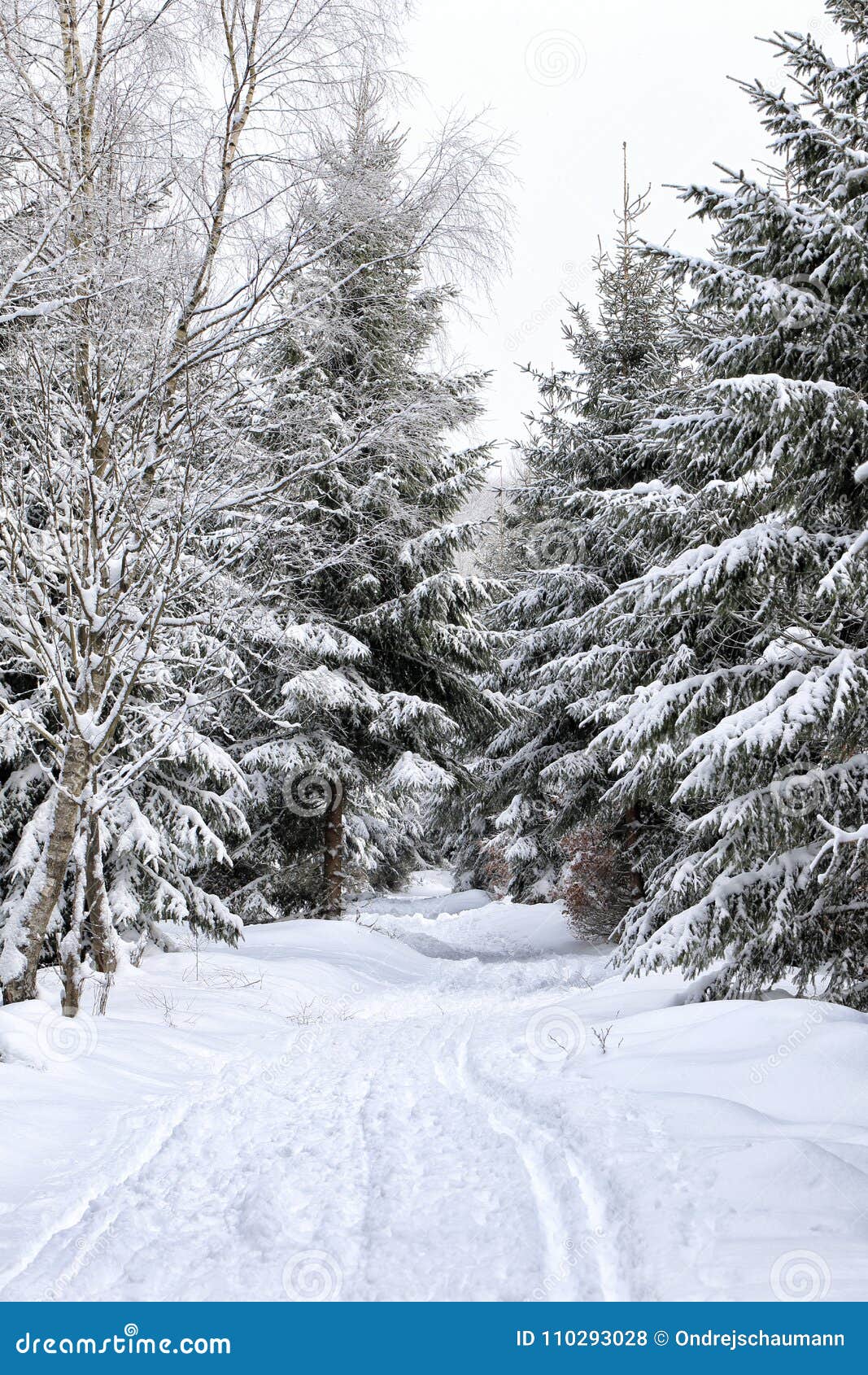 Ski Track in Deep Snow between Trees Stock Photo - Image of nature ...