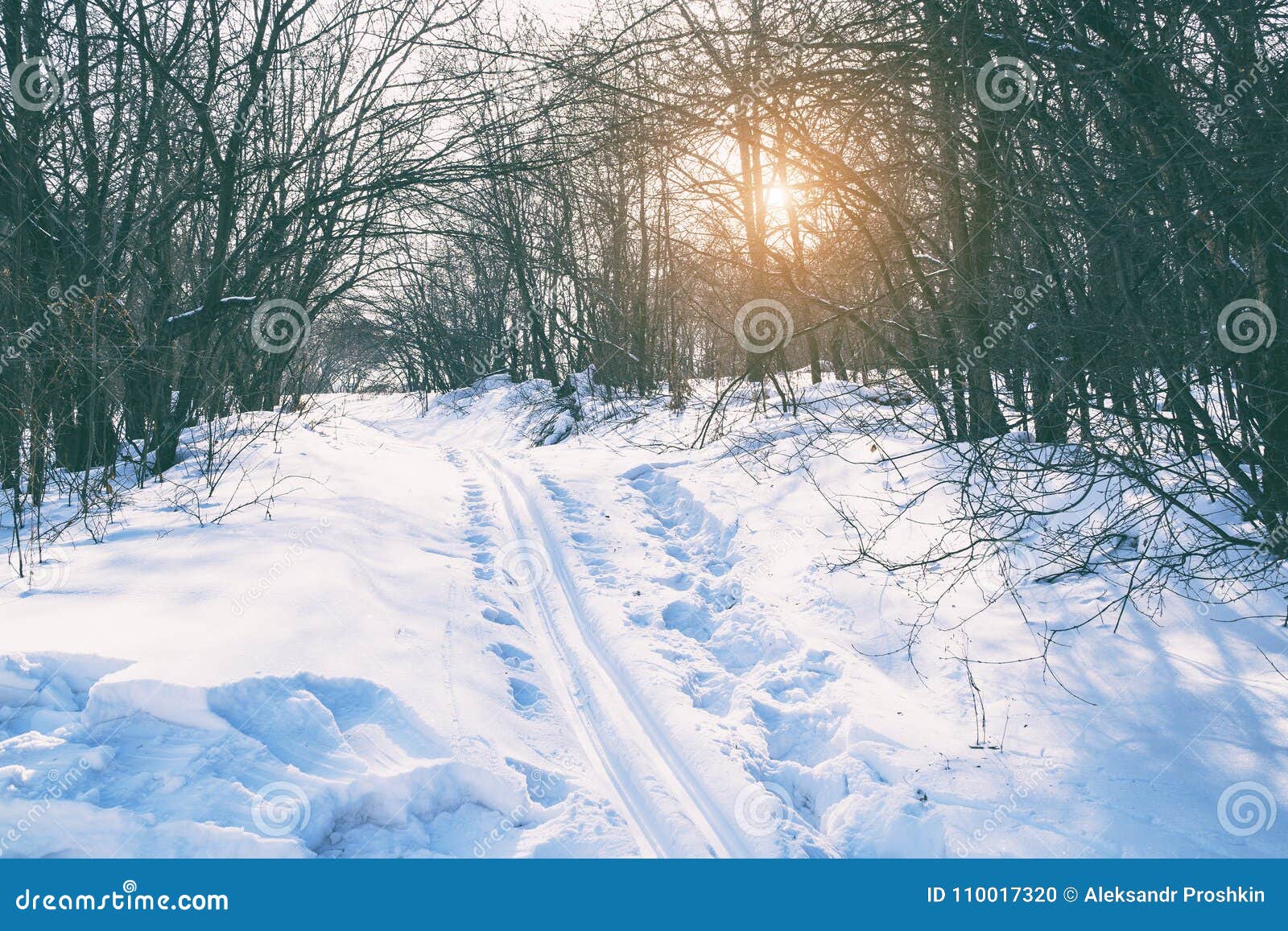 Ski track in the forest stock photo. Image of nature - 110017320