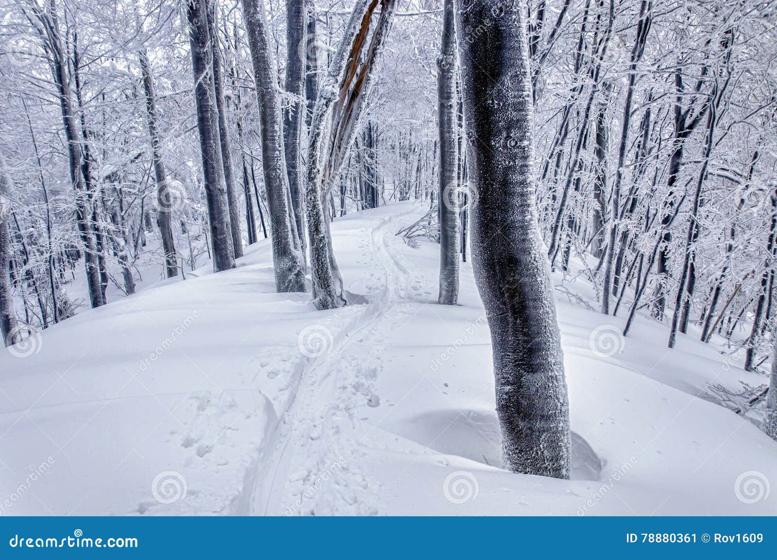 Ski Track in Mysterious Snowy Forest Stock Image - Image of field ...